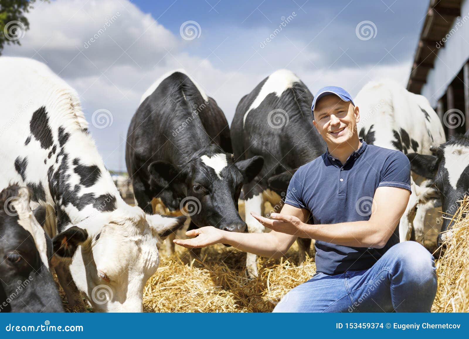 Farmer Working on Farm with Dairy Cows Stock Photo - Image of farmer ...