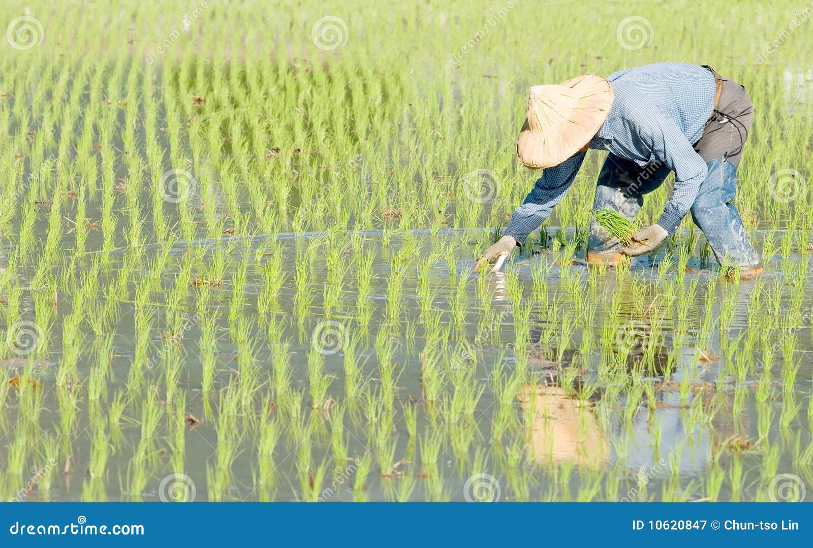 Farmer working in the fram stock image. Image of asian - 10620847