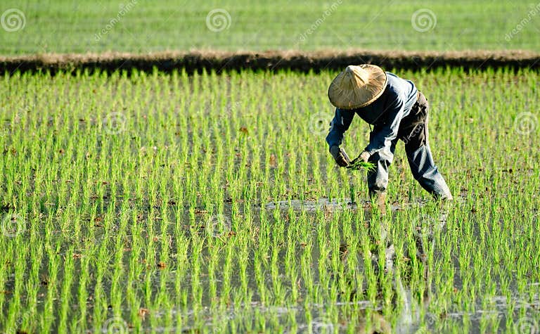 Farmer working in the fram stock image. Image of grass - 10655207
