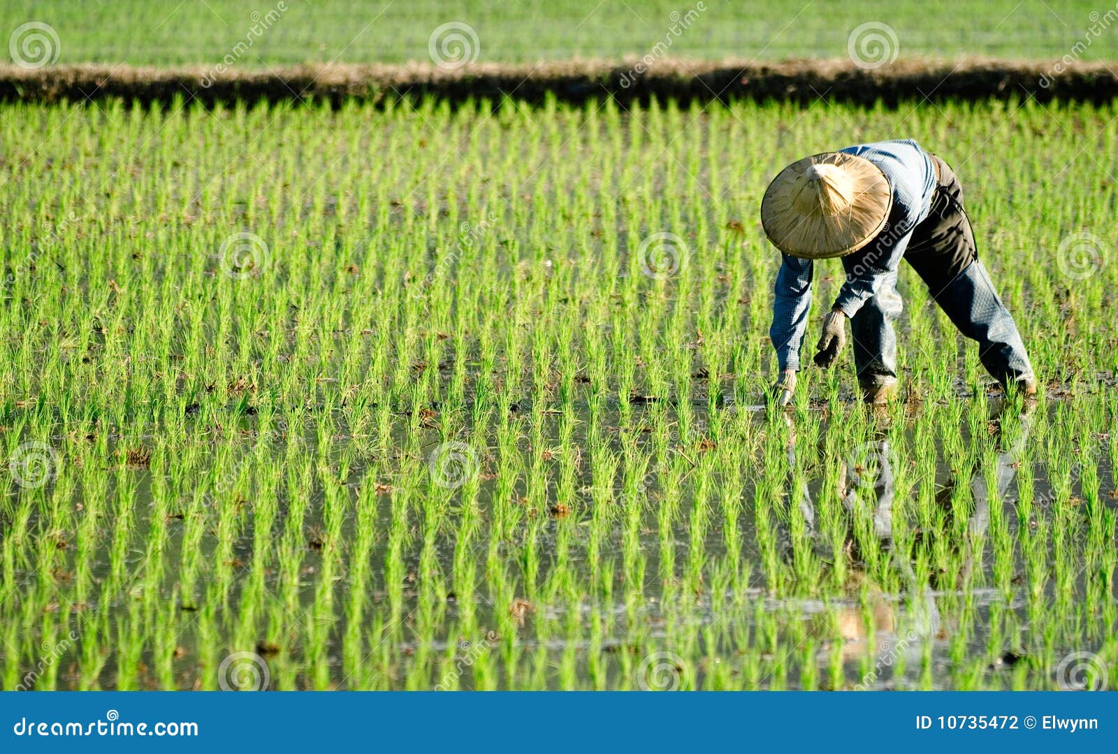 Farmer working in the fram stock photo. Image of paddy - 10735472