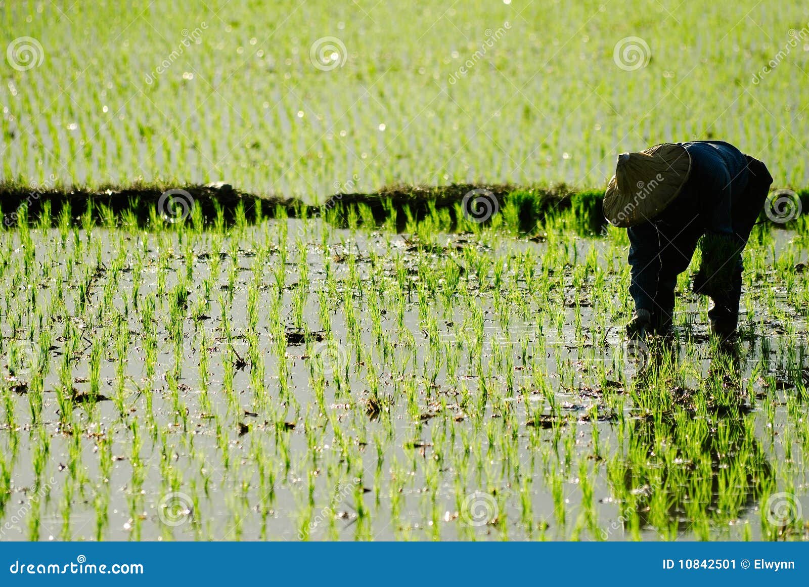 Farmer working in the fram stock image. Image of harvest - 10842501
