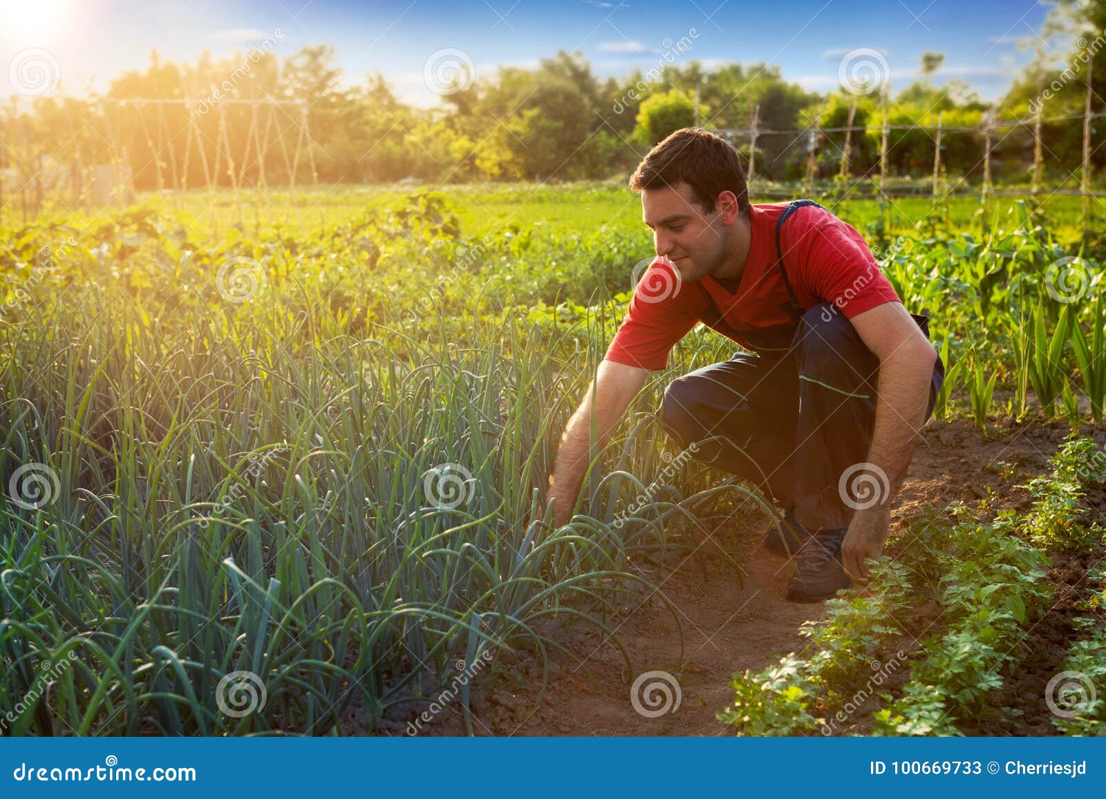 Farmer working in garden stock image. Image of dirt - 100669733