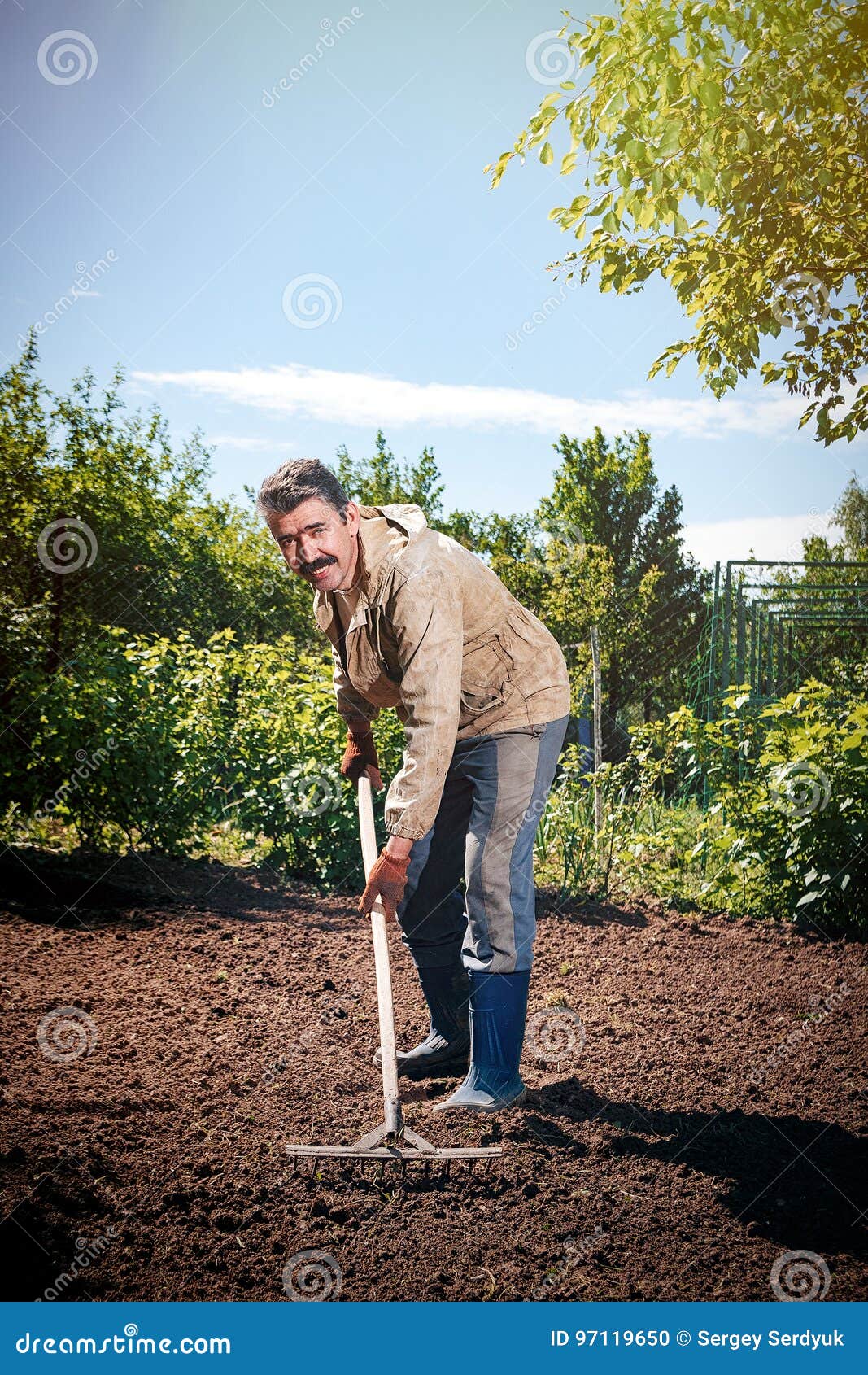Farmer Working in the Garden with the Help of a Rake Leveling Pl Stock ...