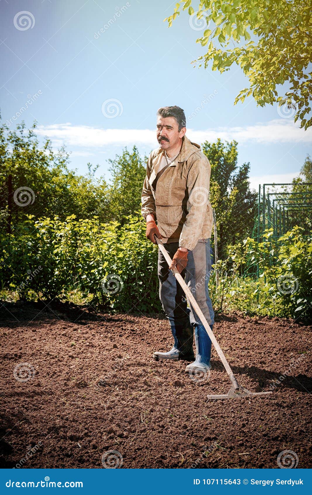 Farmer Working in the Garden with the Help of a Rake Leveling Pl Stock ...