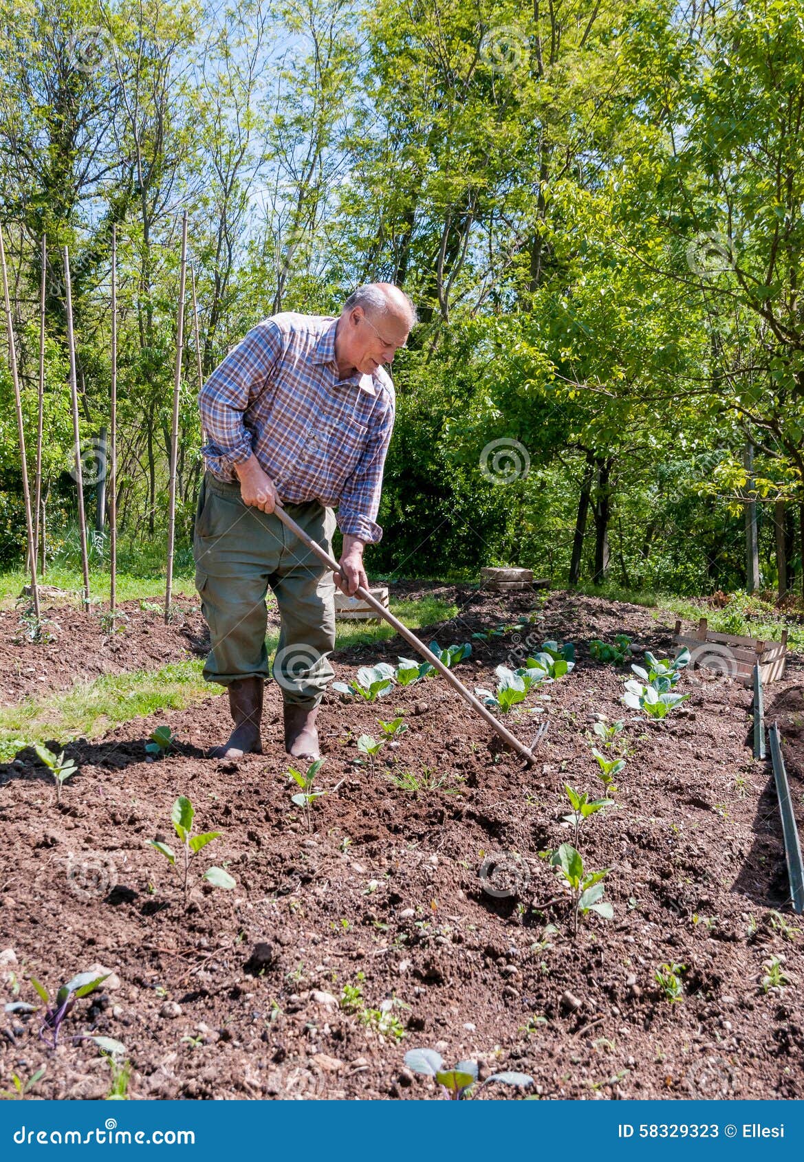 Farmer Working in the Garden Stock Image - Image of organic, growth ...
