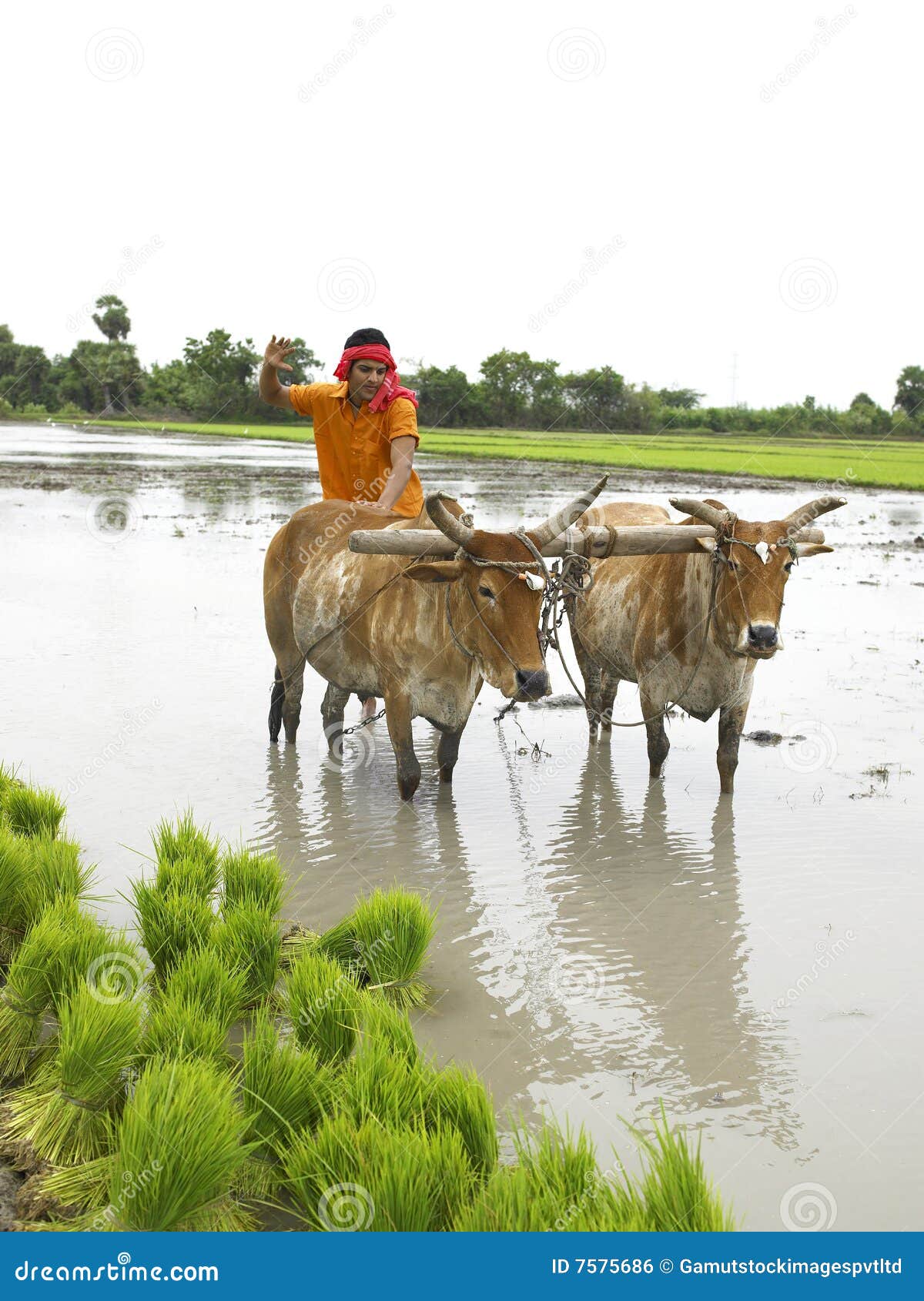 Farmer Working in His Paddy Field Stock Photo - Image of field, grain ...