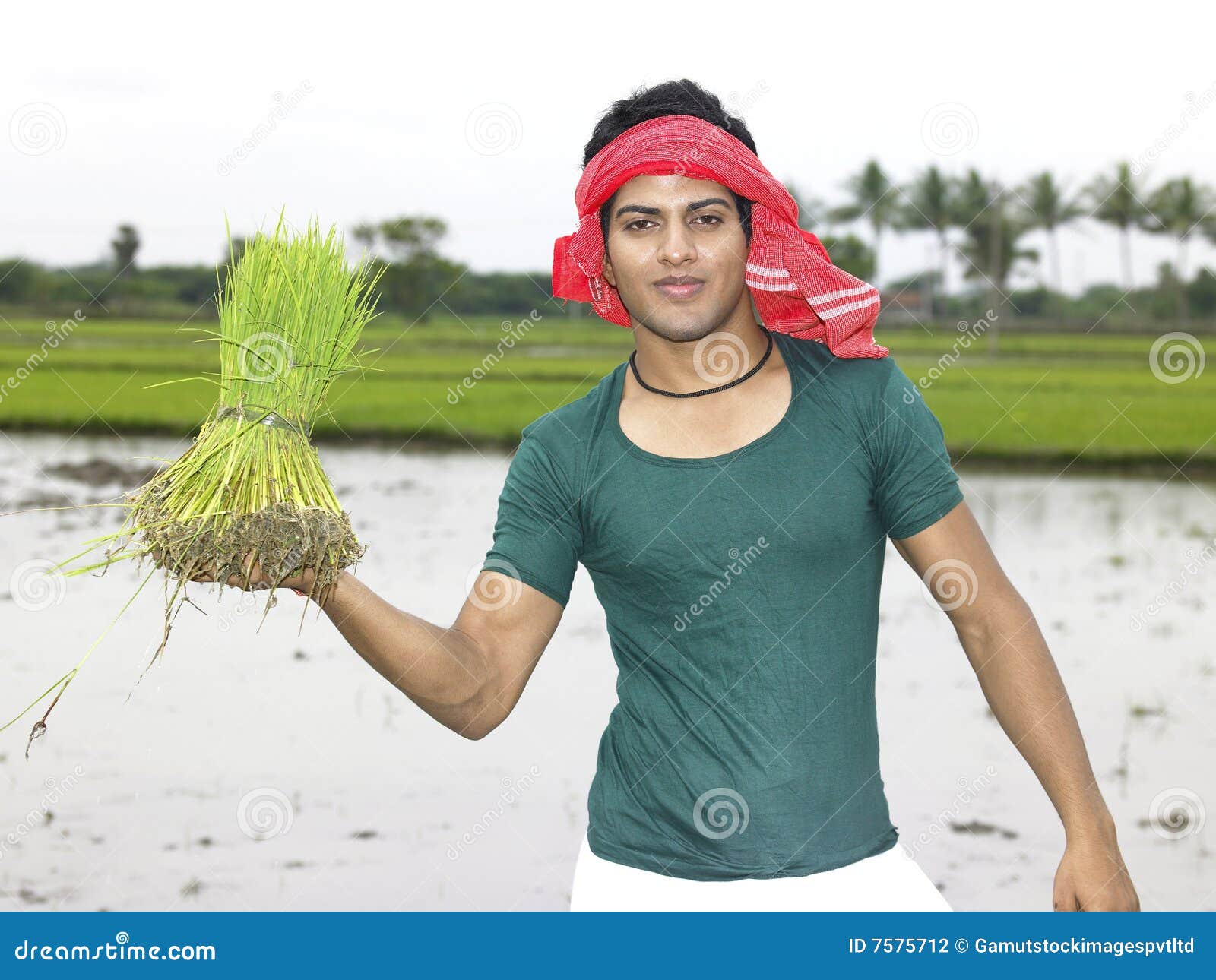 Farmer Working In A Terraced Paddy Rice Field During Harvest Royalty ...