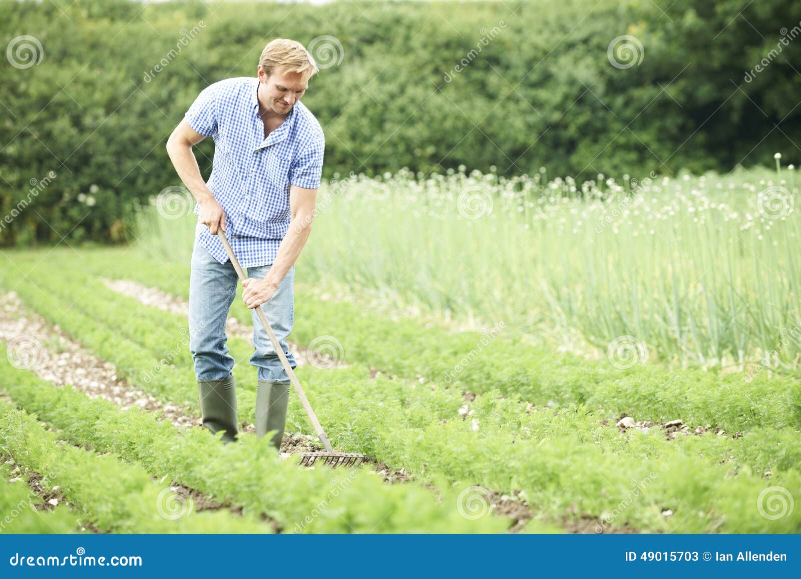Farmer Working In The Rice Field. Rice Field Paddy In Thailand. Royalty ...