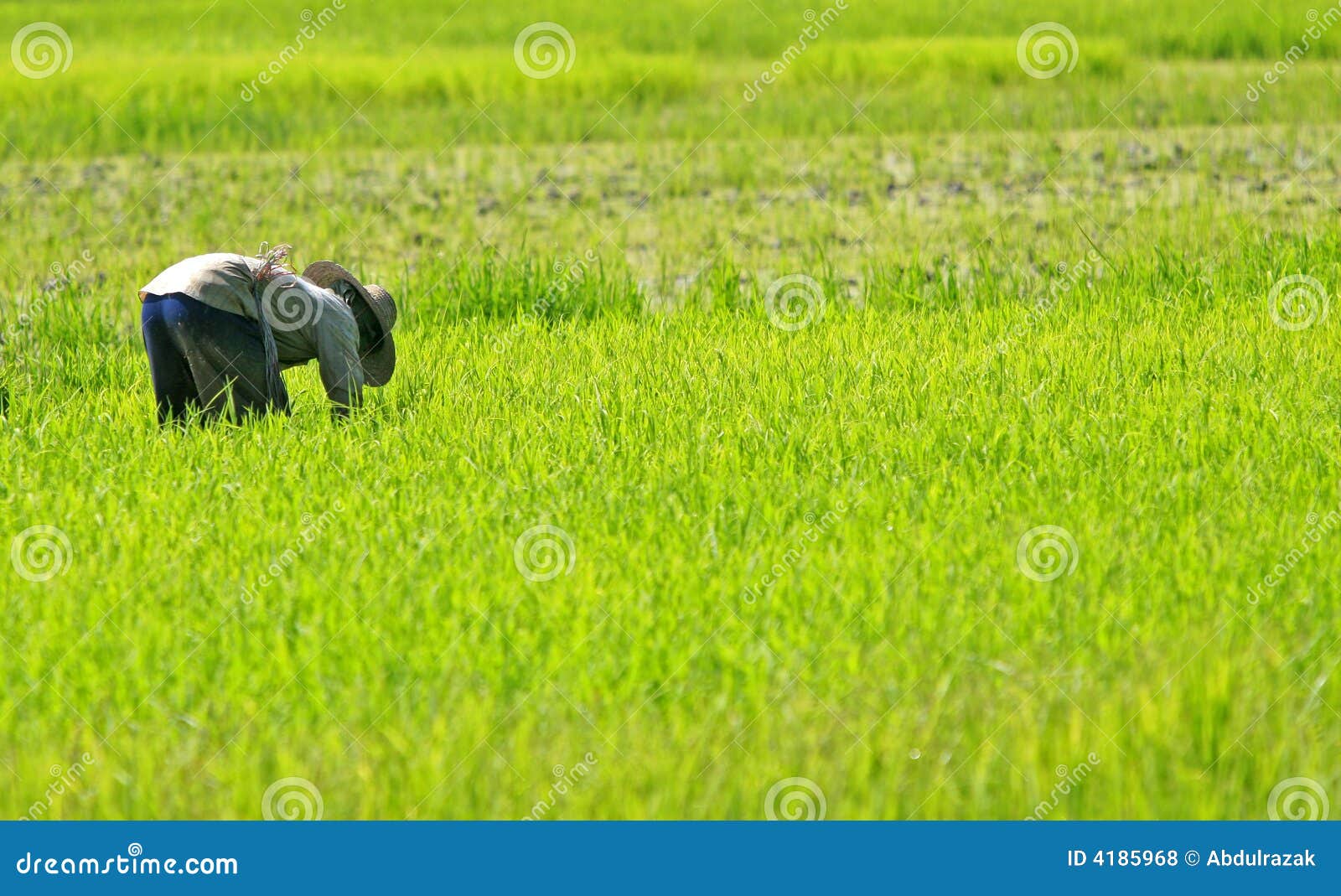 Farmer Working in Paddy Field Stock Photo - Image of working, paddy ...
