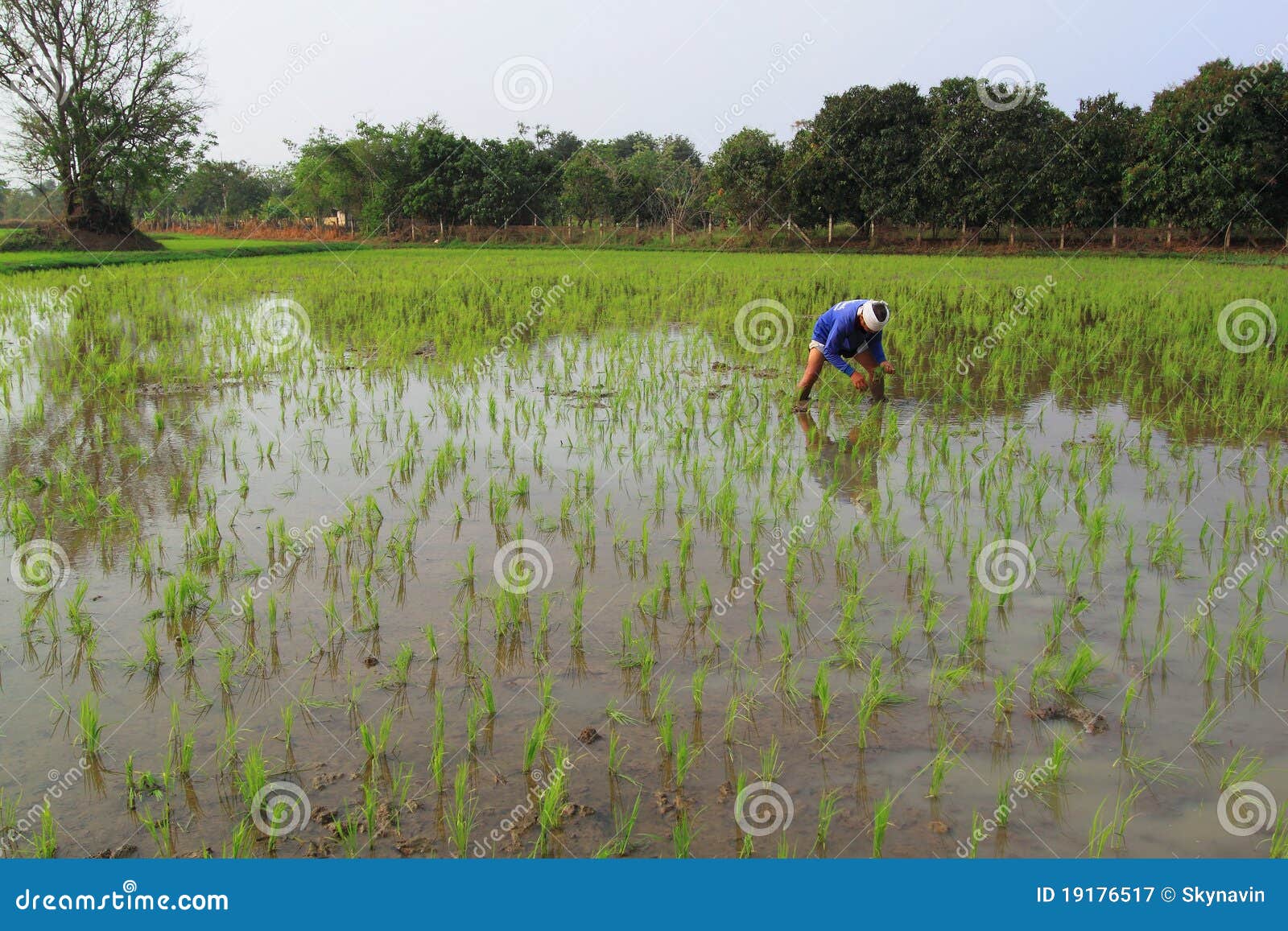 Farmer Working in the Paddyfield Stock Image - Image of farm, outdoor ...