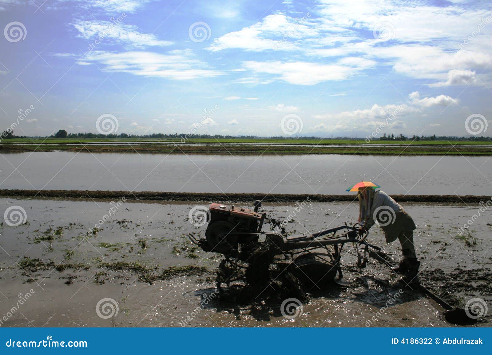 Farmer working rice paddy stock photo. Image of rice, labor - 4186322