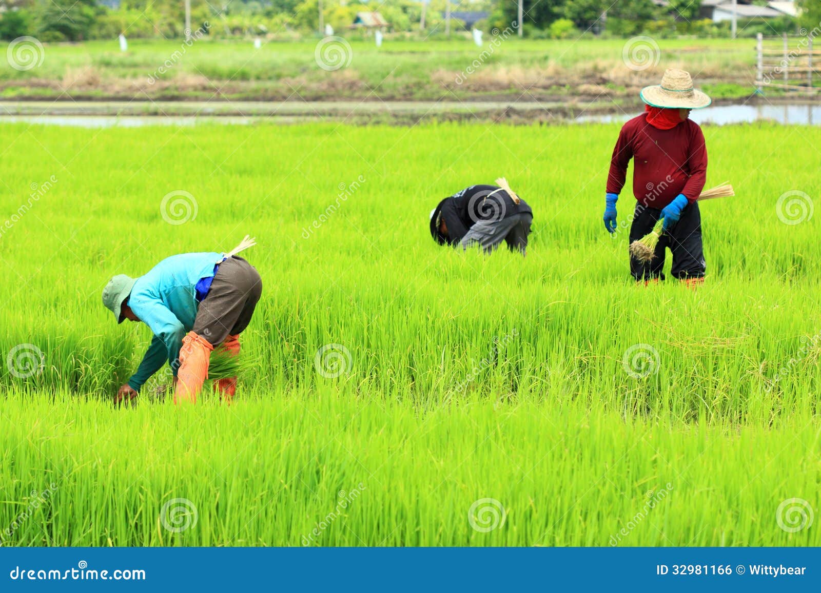 A Farmer Working Rice Plant in Farm of Thailand Stock Photo - Image of ...