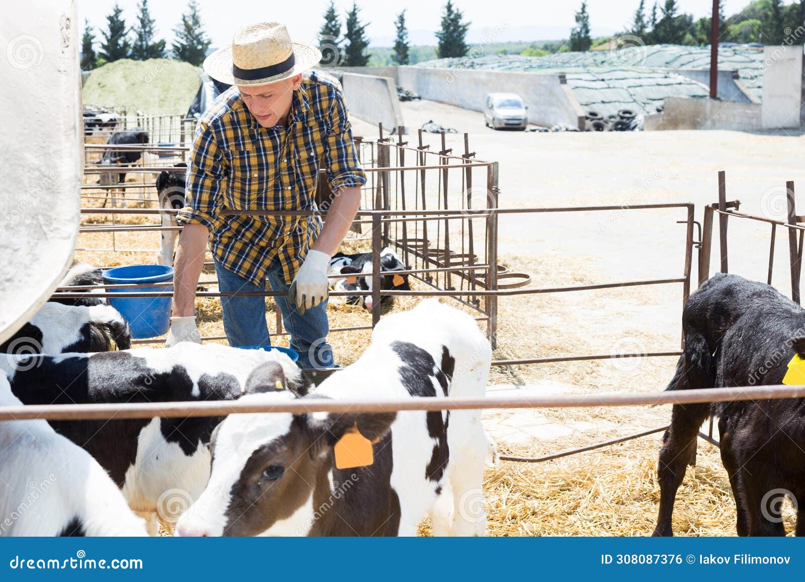 Farmer Working in Stall, Feeding Cows with Water Stock Photo - Image of ...