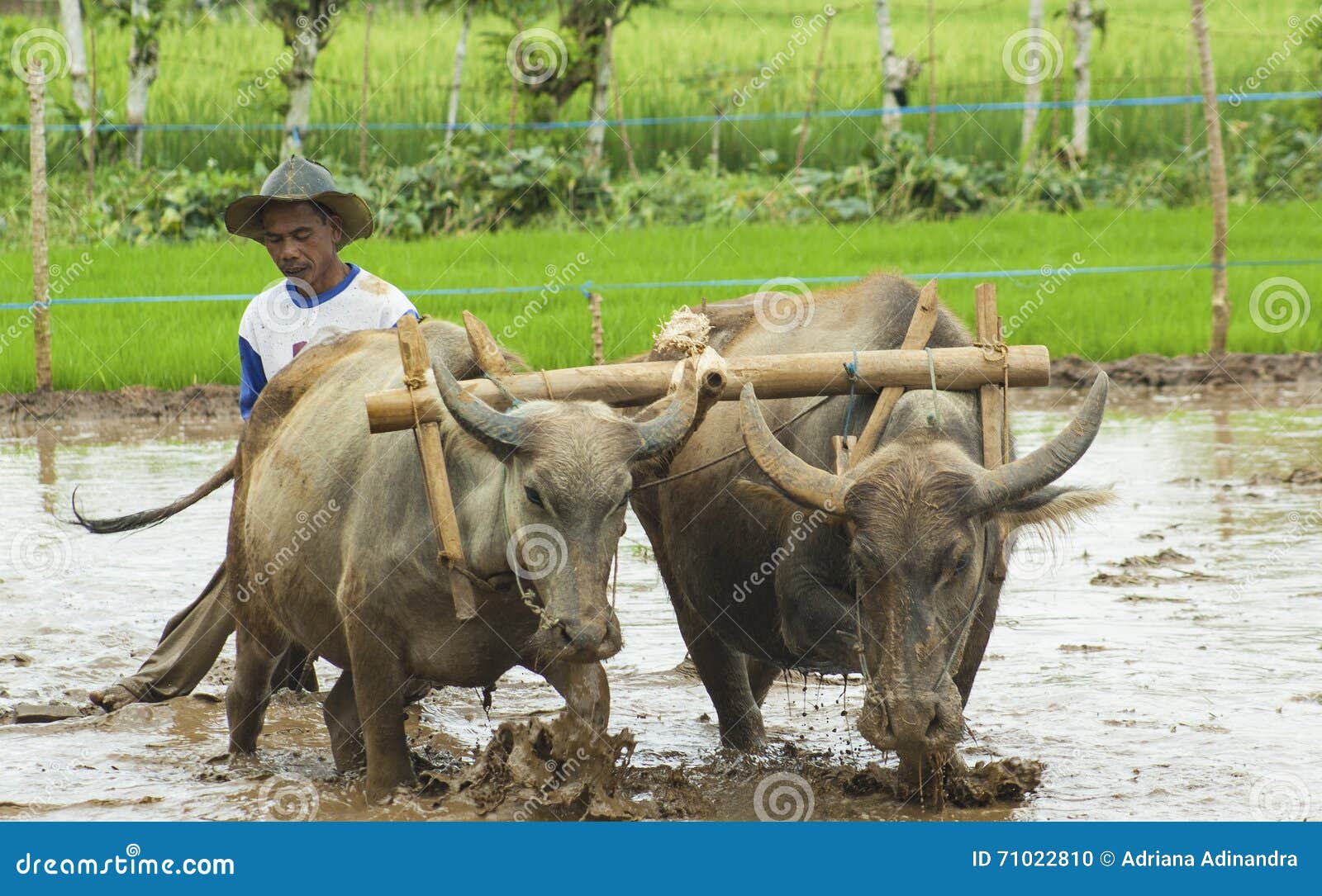 Farmer Working with Two Buffalo Editorial Image - Image of ...