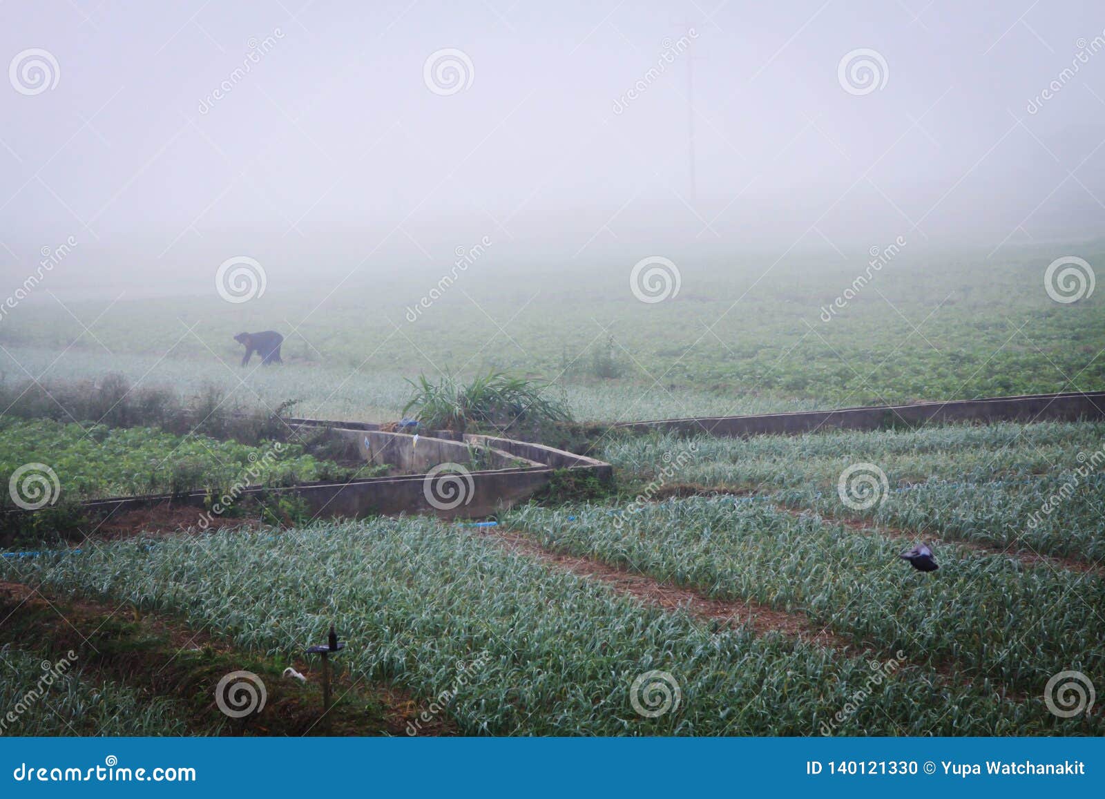 Farmer Working in Vegetable Field in the Mist of Fog Stock Photo ...