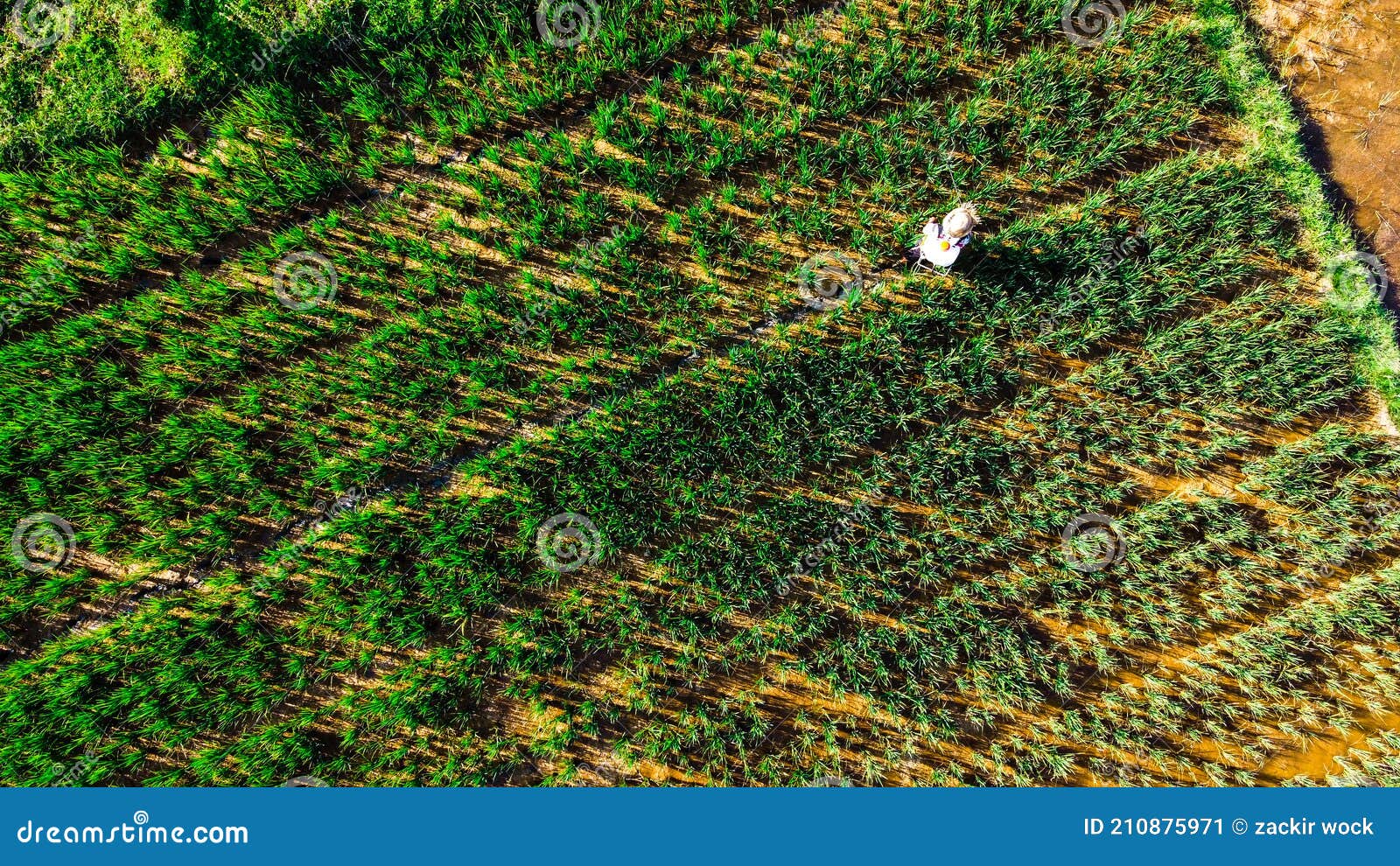 Farmers Attack Rice Pests in the Fields Stock Image - Image of forest ...