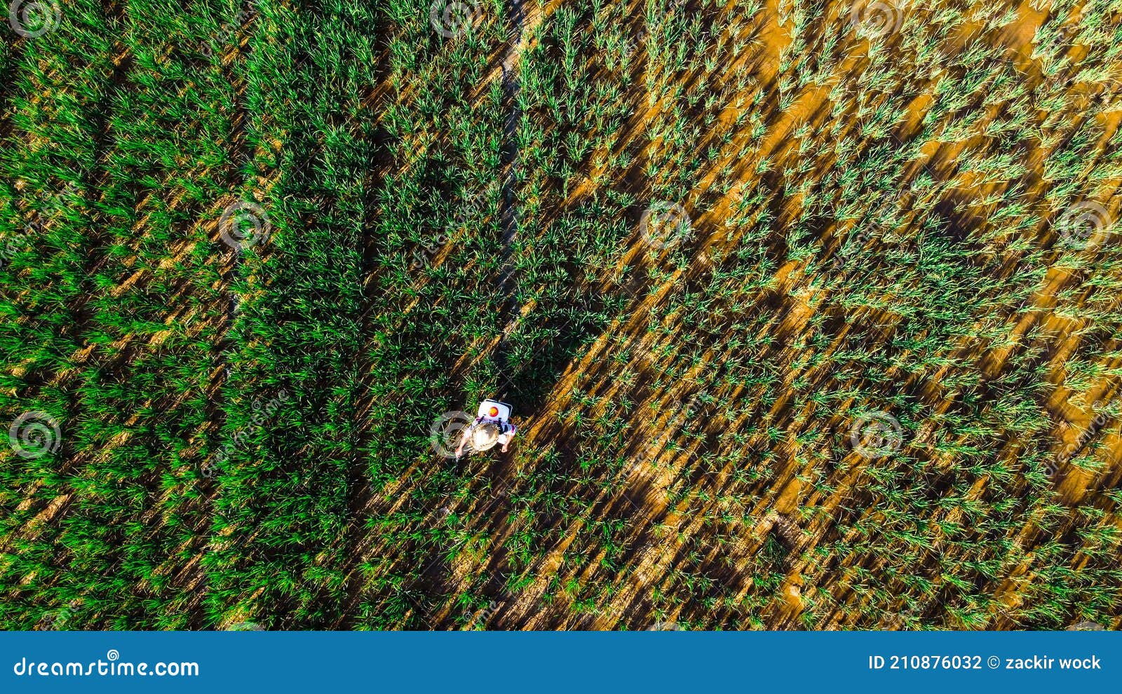 Rice Pests Royalty-Free Stock Image | CartoonDealer.com #85664902