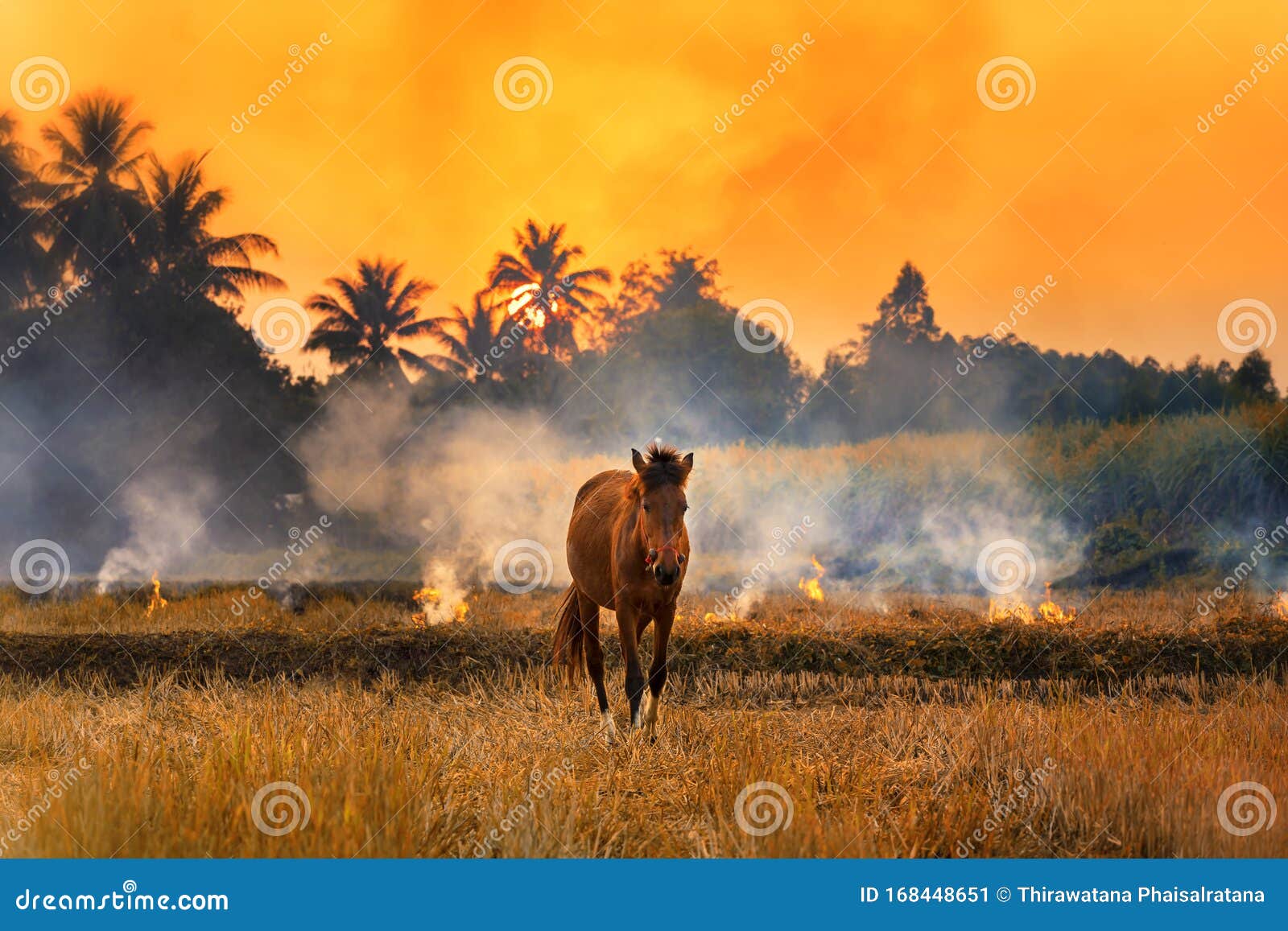 Farmers Burn Rice Fields in Rice Causing PM2.5 Dust Stock Image - Image ...