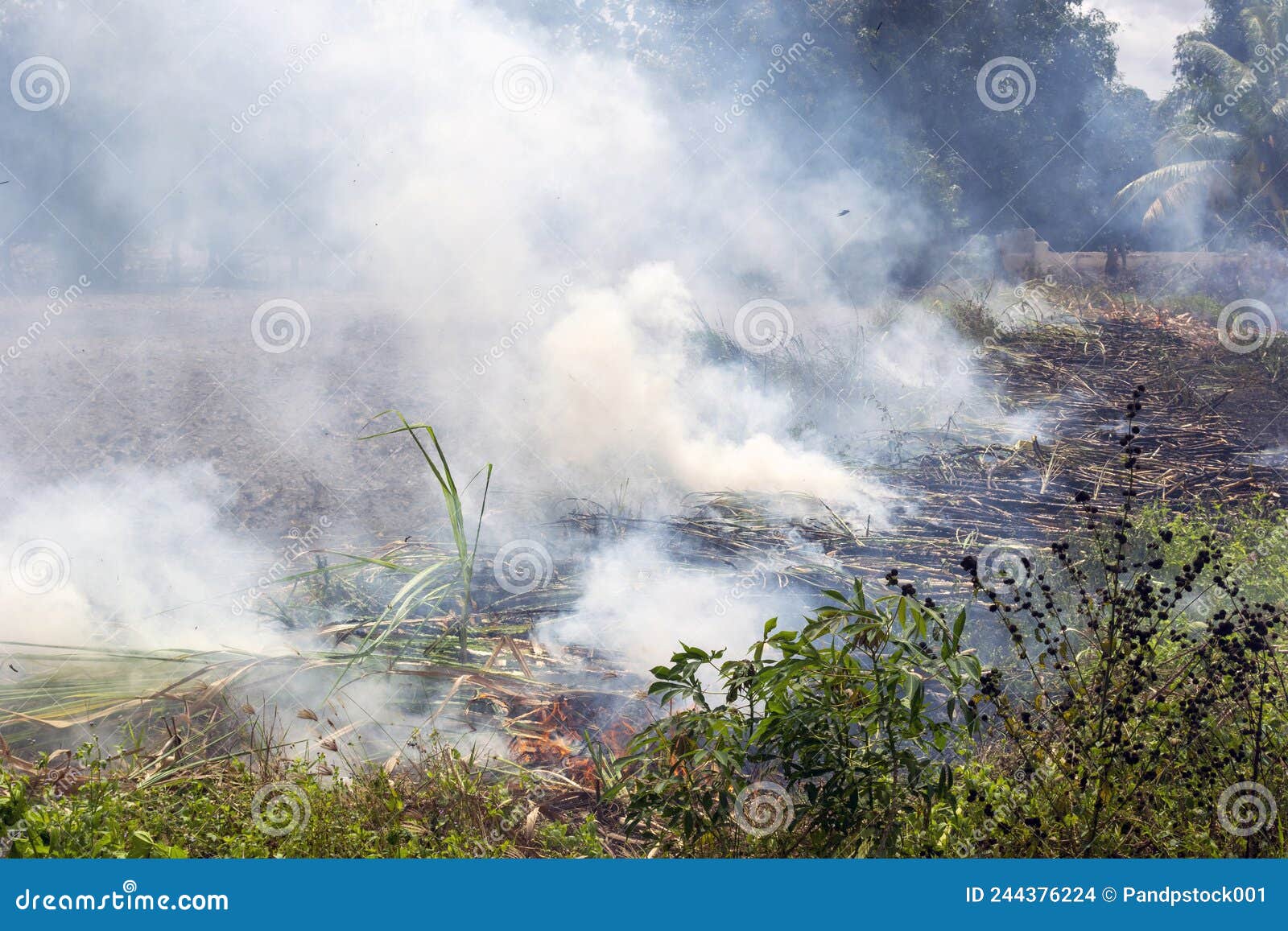 Farmers Burn Sugar Cane Fields Causing Air Pollution and Smog Stock ...