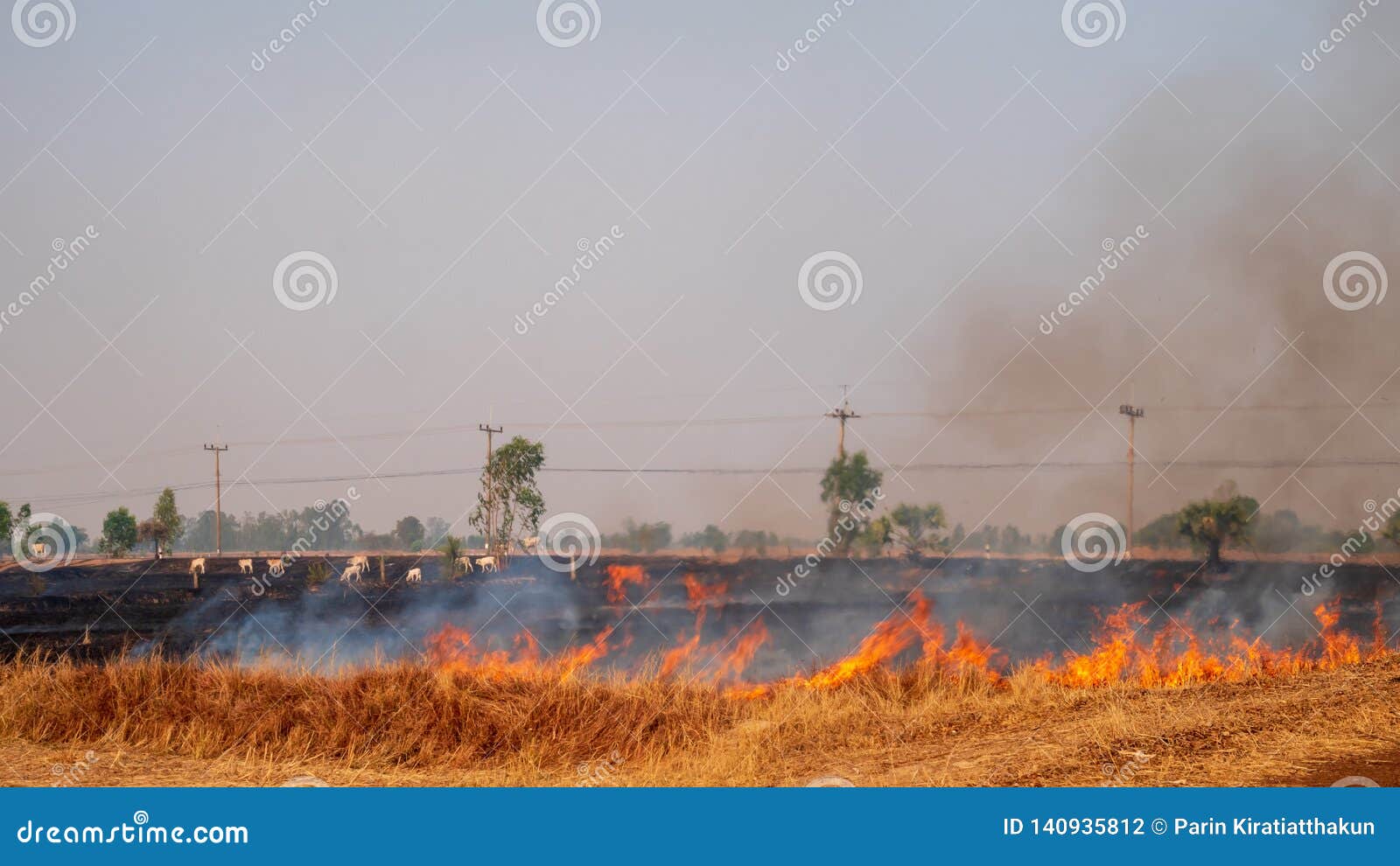 Ash From Burning Rice Fields.rice Field Was Burned After Harvest ...