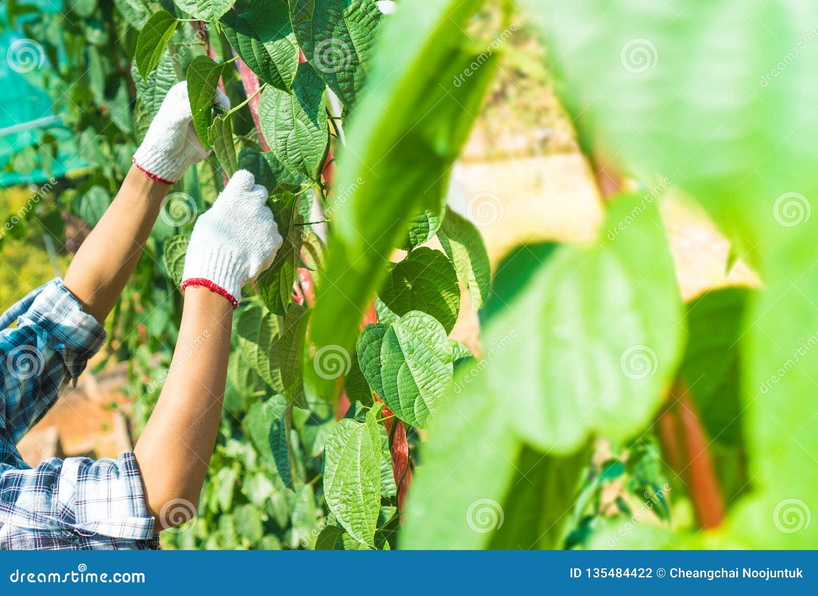 Farmers are Checking Agricultural Product Quality Stock Photo - Image ...
