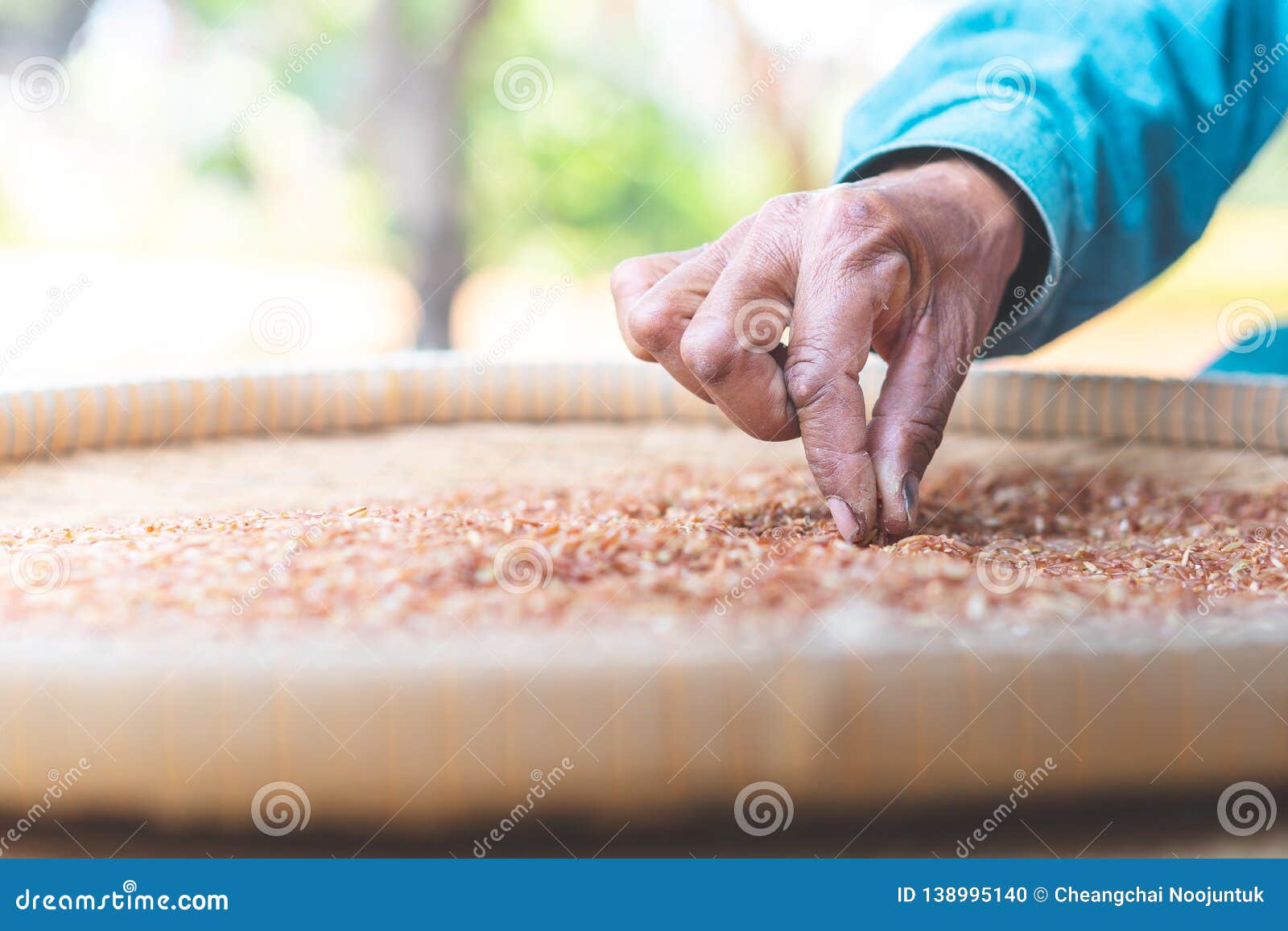 Farmers are Checking Rice Grain Stock Photo - Image of background ...