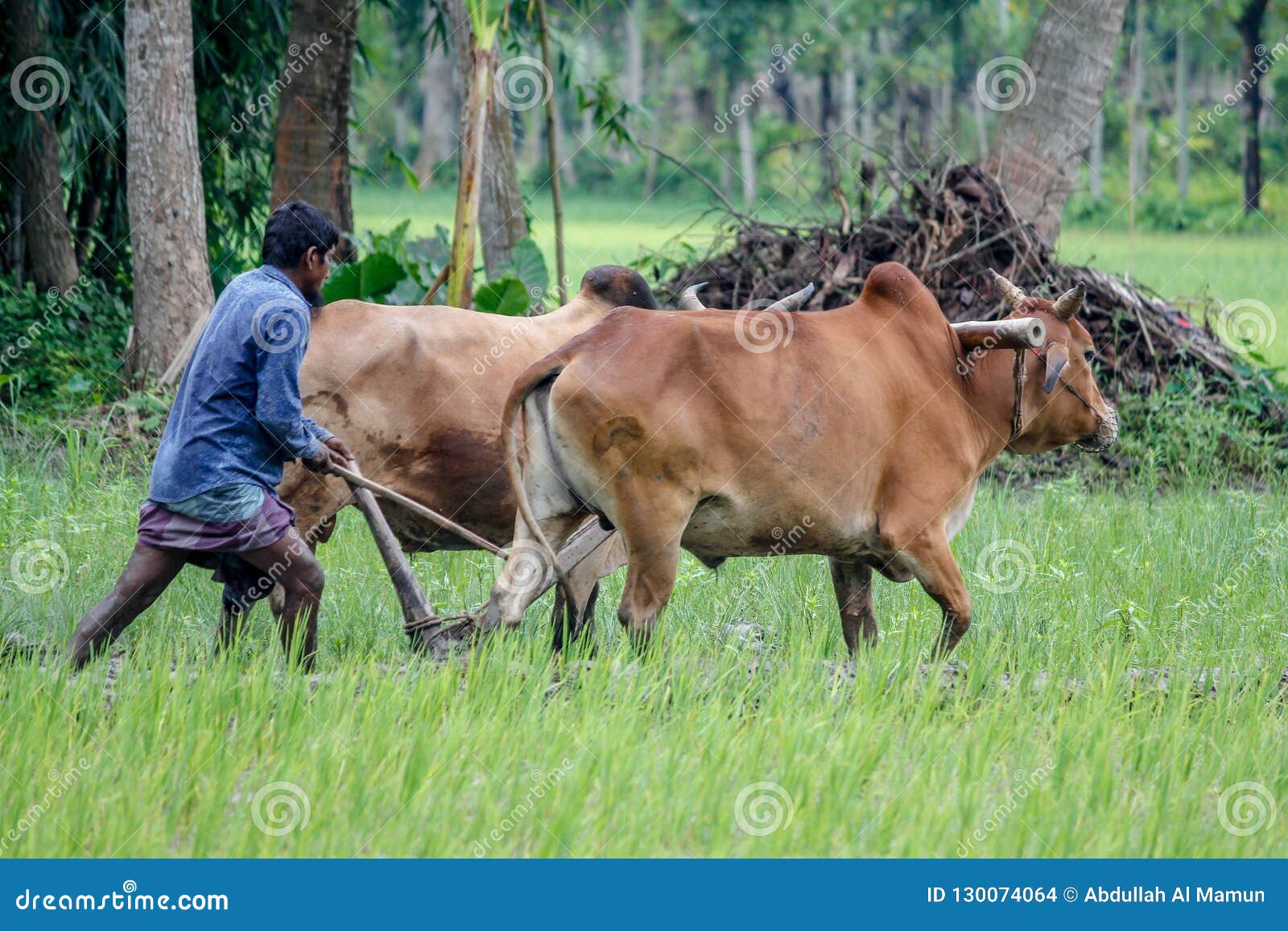 A Farmers are Cultivating the Land with Cows Editorial Stock Image ...