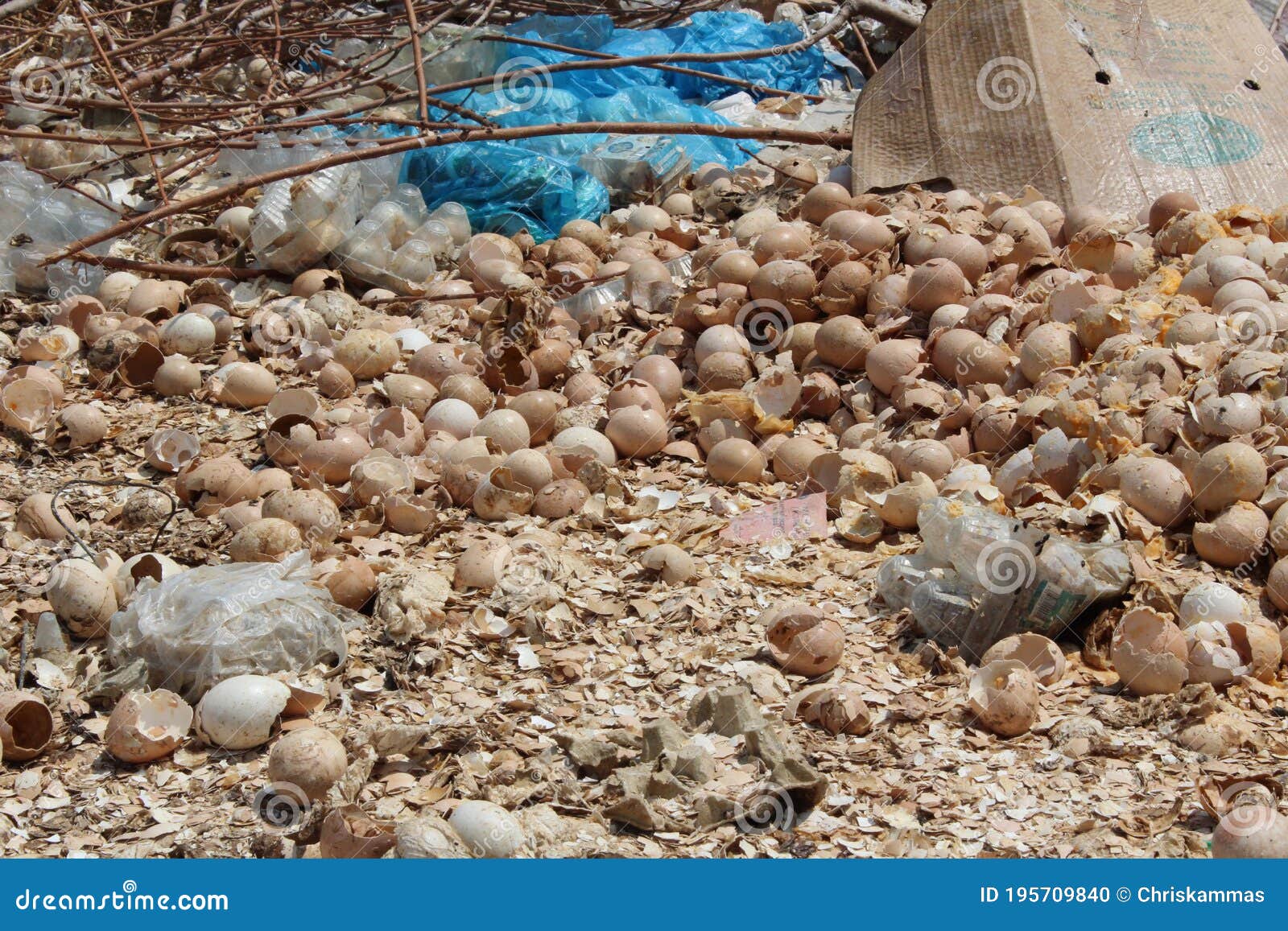 Rotten Chicken Stock Photography | CartoonDealer.com #37060820