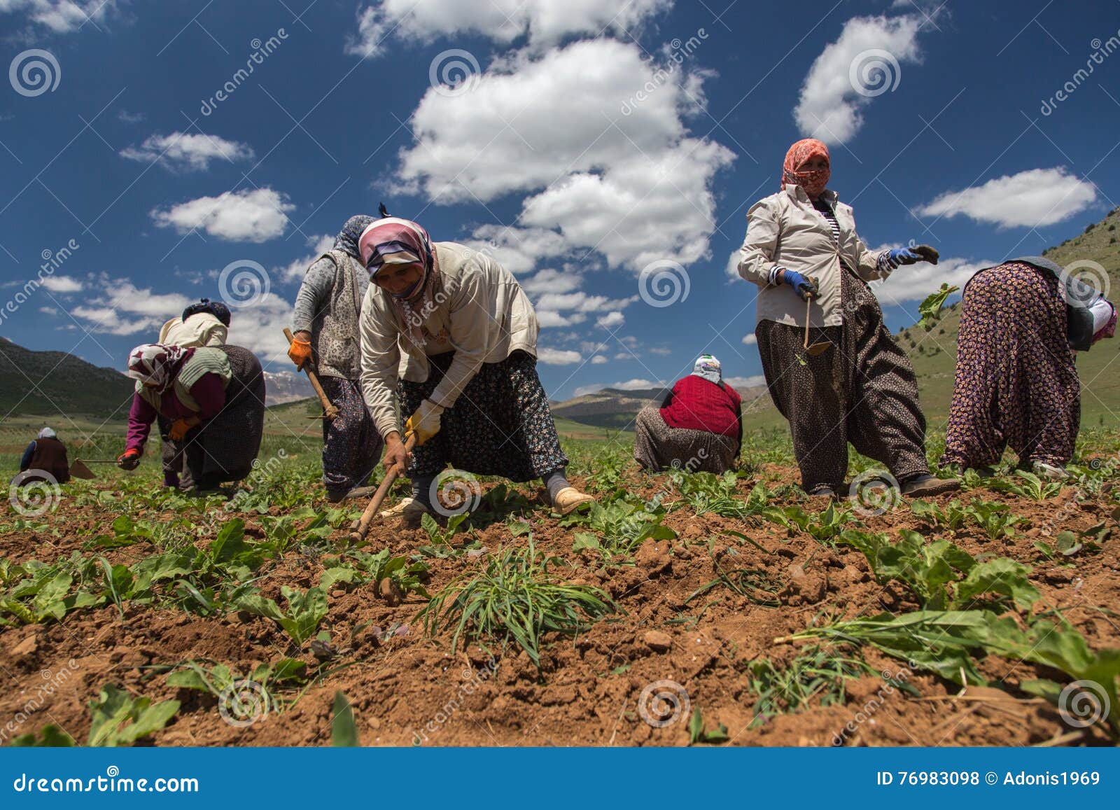 Farmers in field stock photo. Image of grow, rustic, farmer - 76983098