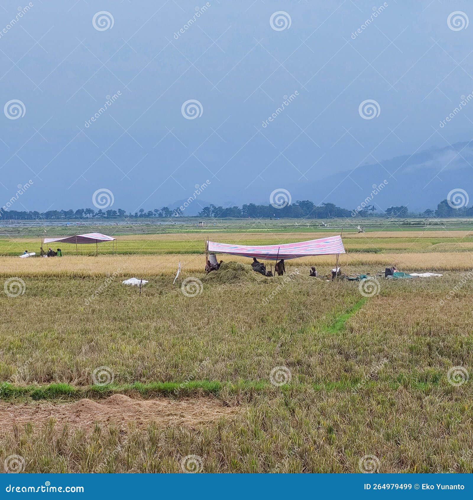 Farmers in the Fields Who are Harvesting Rice Plants Stock Image ...