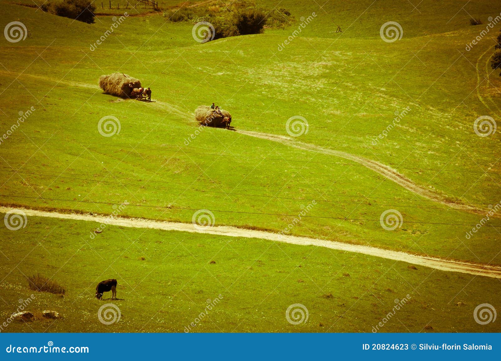 Farmers Gathering Hay from Green Pasture Stock Image - Image of field ...