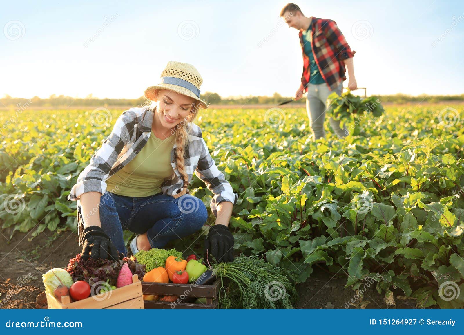 Farmers Gathering Vegetables in Field Stock Image - Image of outdoors ...