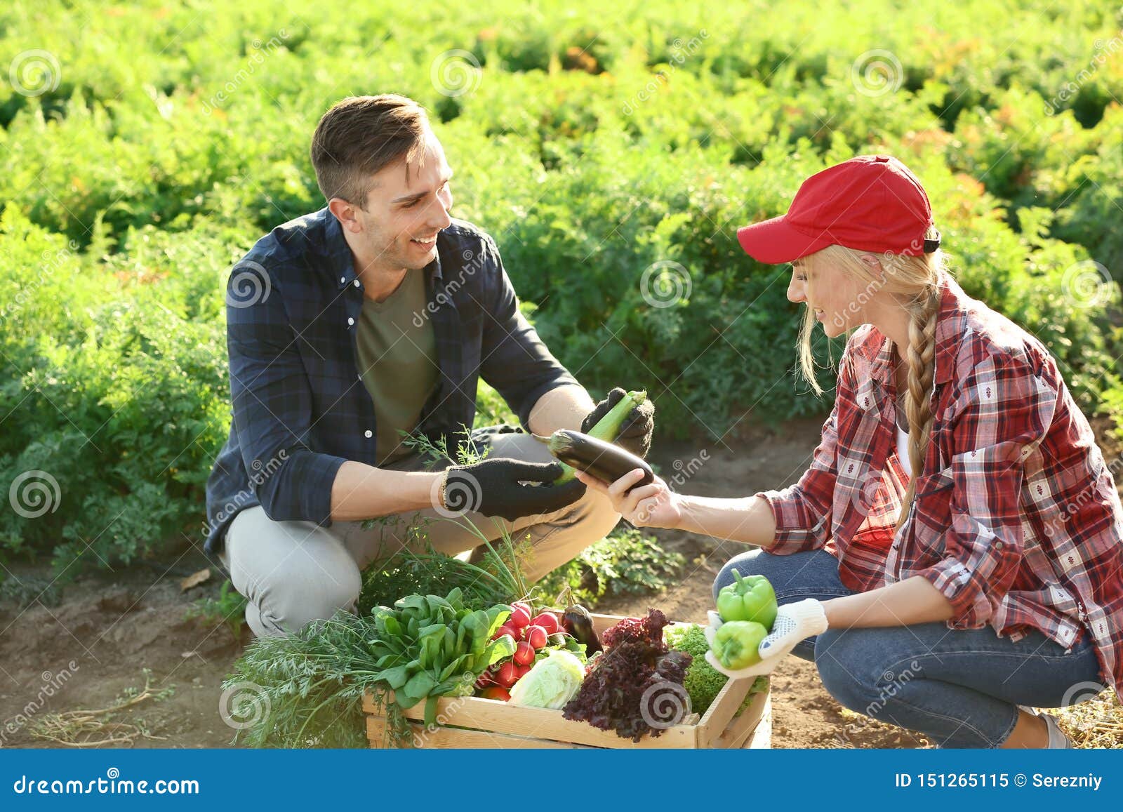 Farmers Gathering Vegetables in Field Stock Image - Image of ...