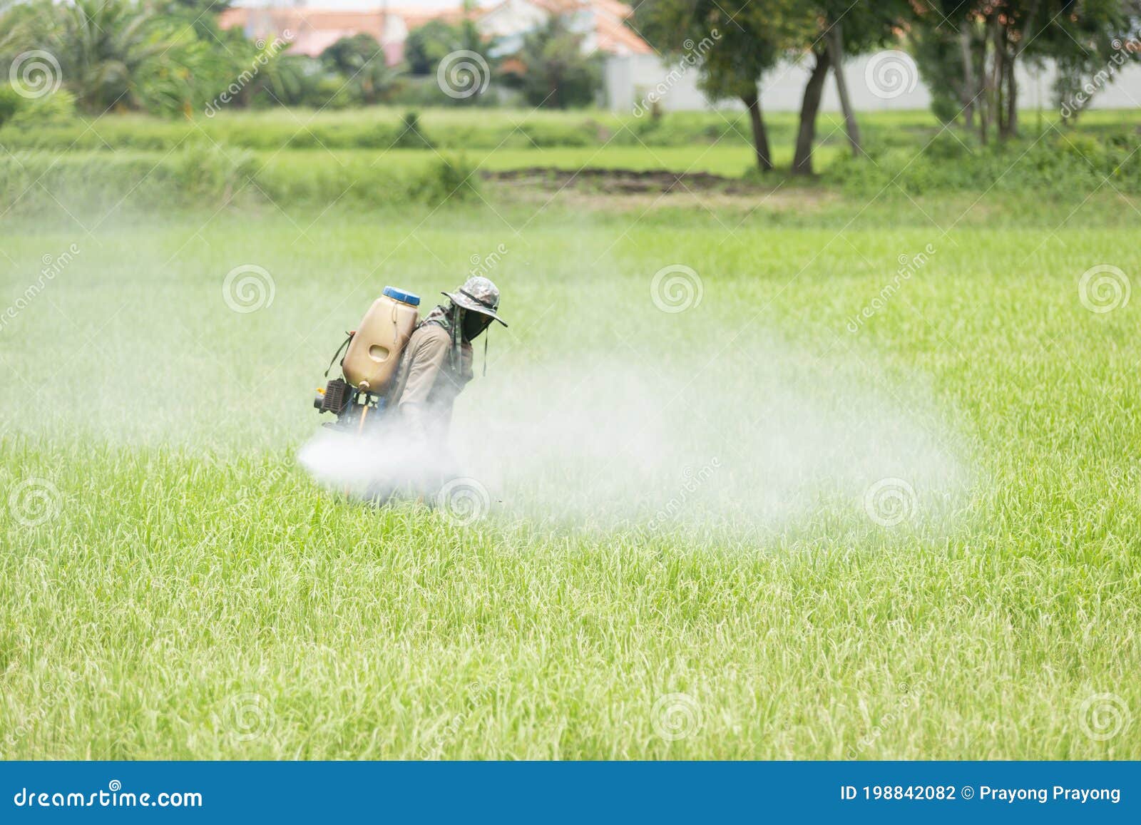Farmers Get Rid of Insects in Rice Fields Stock Photo - Image of farmer ...