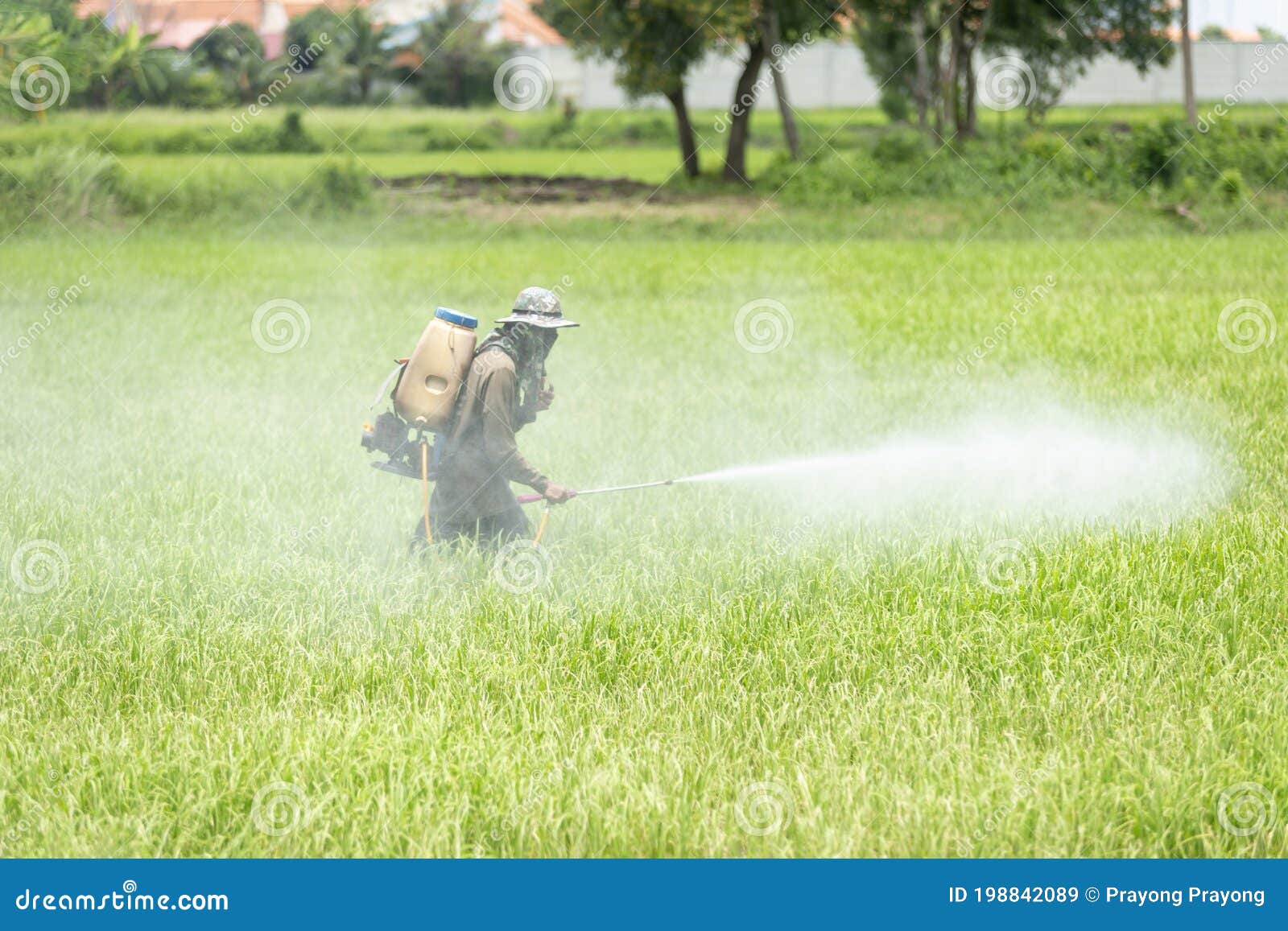 Farmers Get Rid of Insects in Rice Fields Stock Image - Image of grow ...