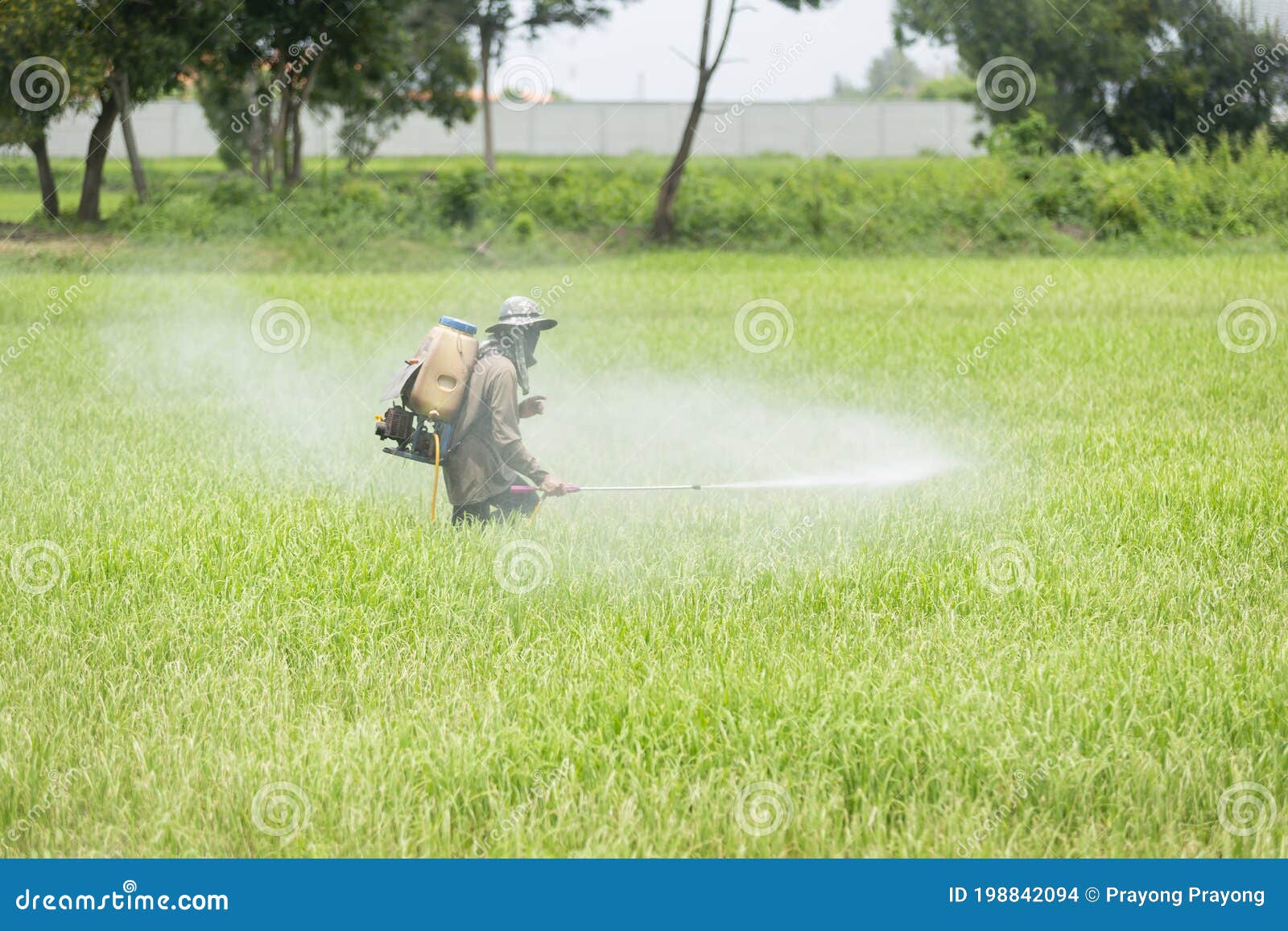 Farmers Get Rid of Insects in Rice Fields Stock Photo - Image of farm ...
