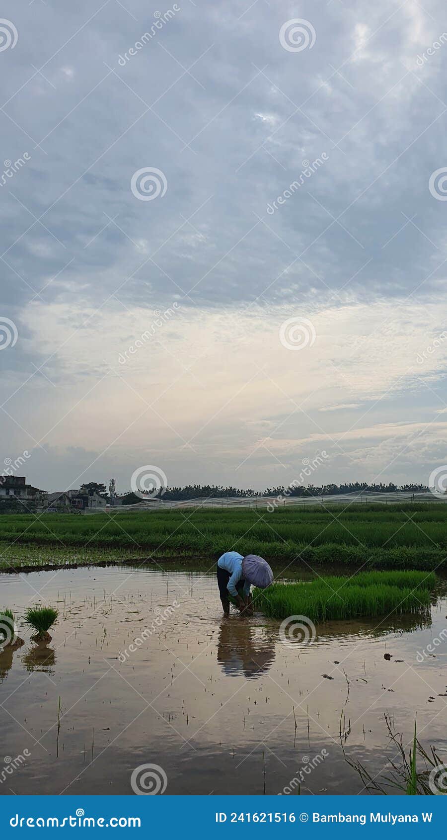 Farmers Goes Planting Rice Seed Stock Photo - Image of sunlight, wall ...
