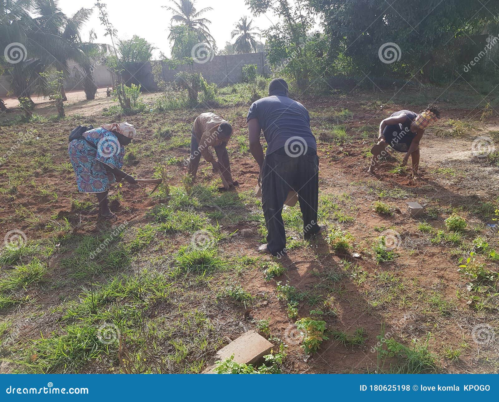 Farmers in group weeding editorial stock photo. Image of grass - 180625198