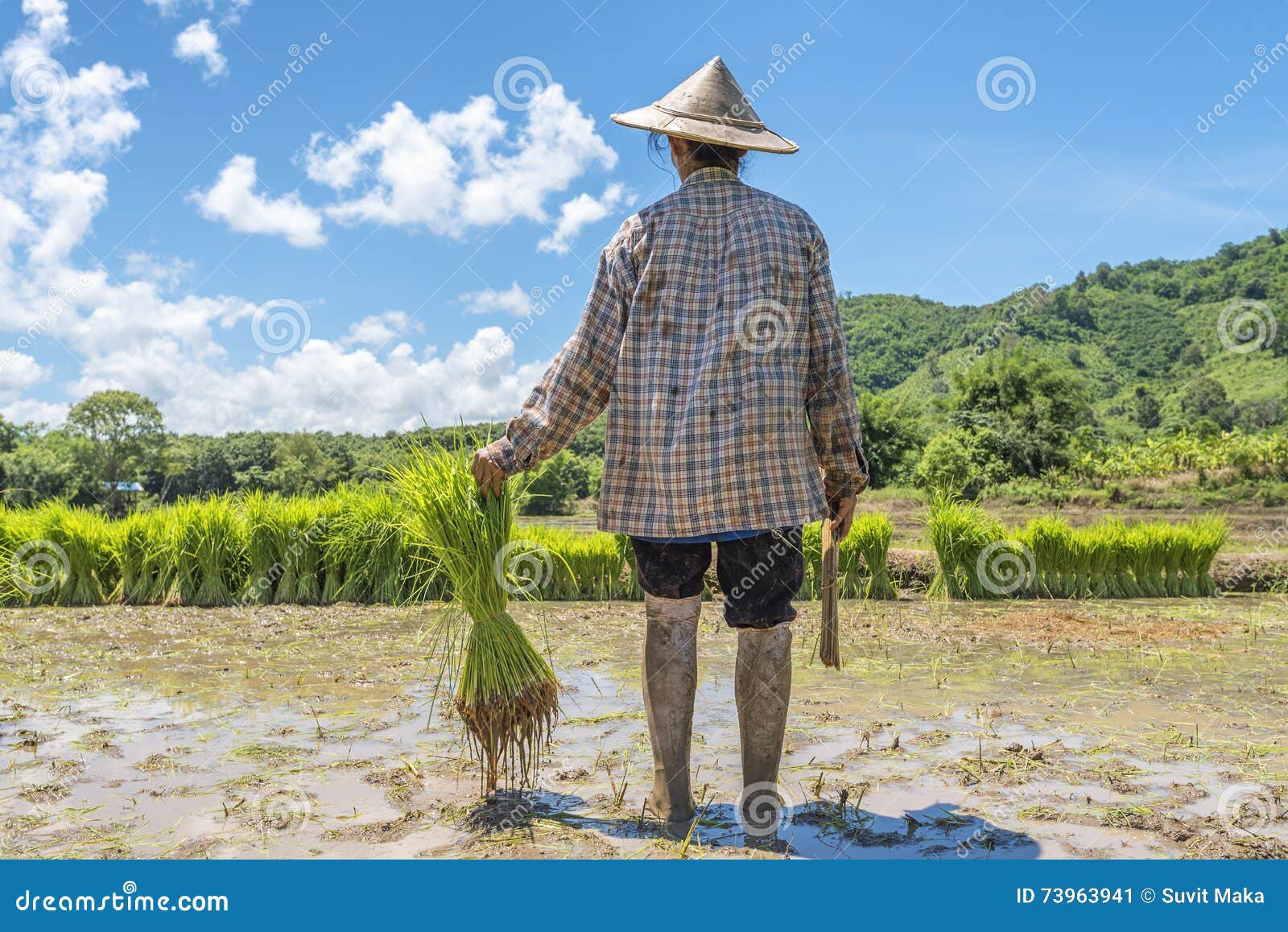 Farmers grow rice stock image. Image of male, brunette - 73963941