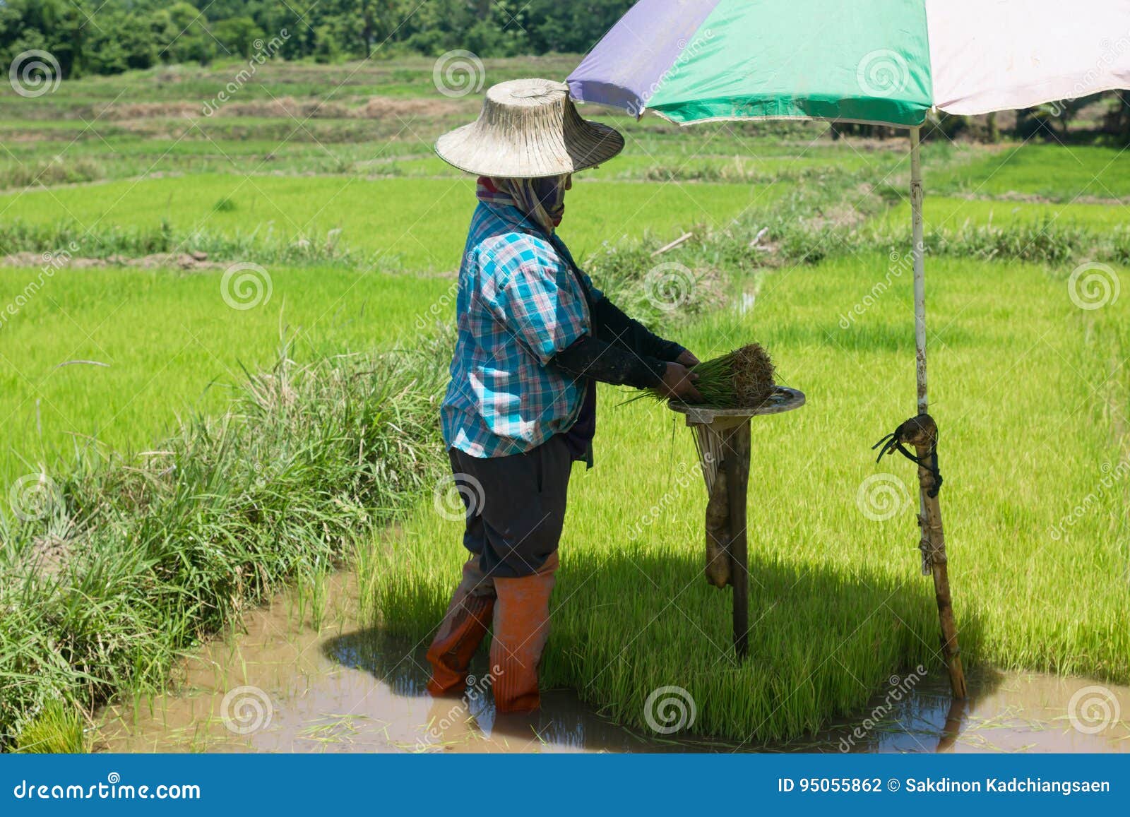 Farmers are Growing Rice Tree Editorial Photography - Image of field ...