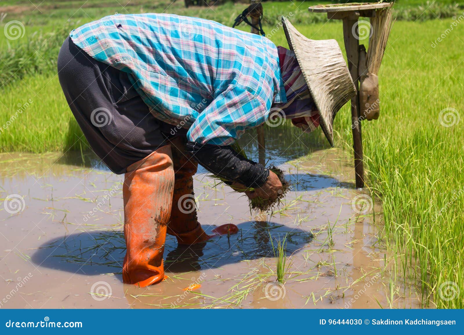 Farmers are Growing Rice Tree Editorial Image - Image of farmers ...