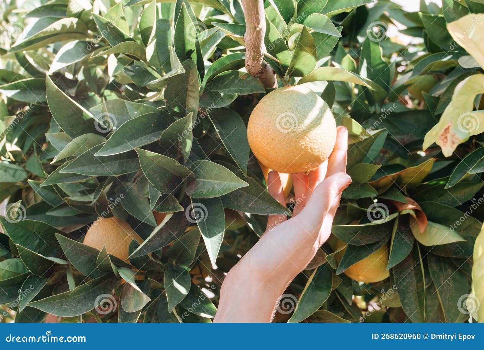Farmers Hand Picking Oranges in Orchard Stock Photo - Image of woman ...