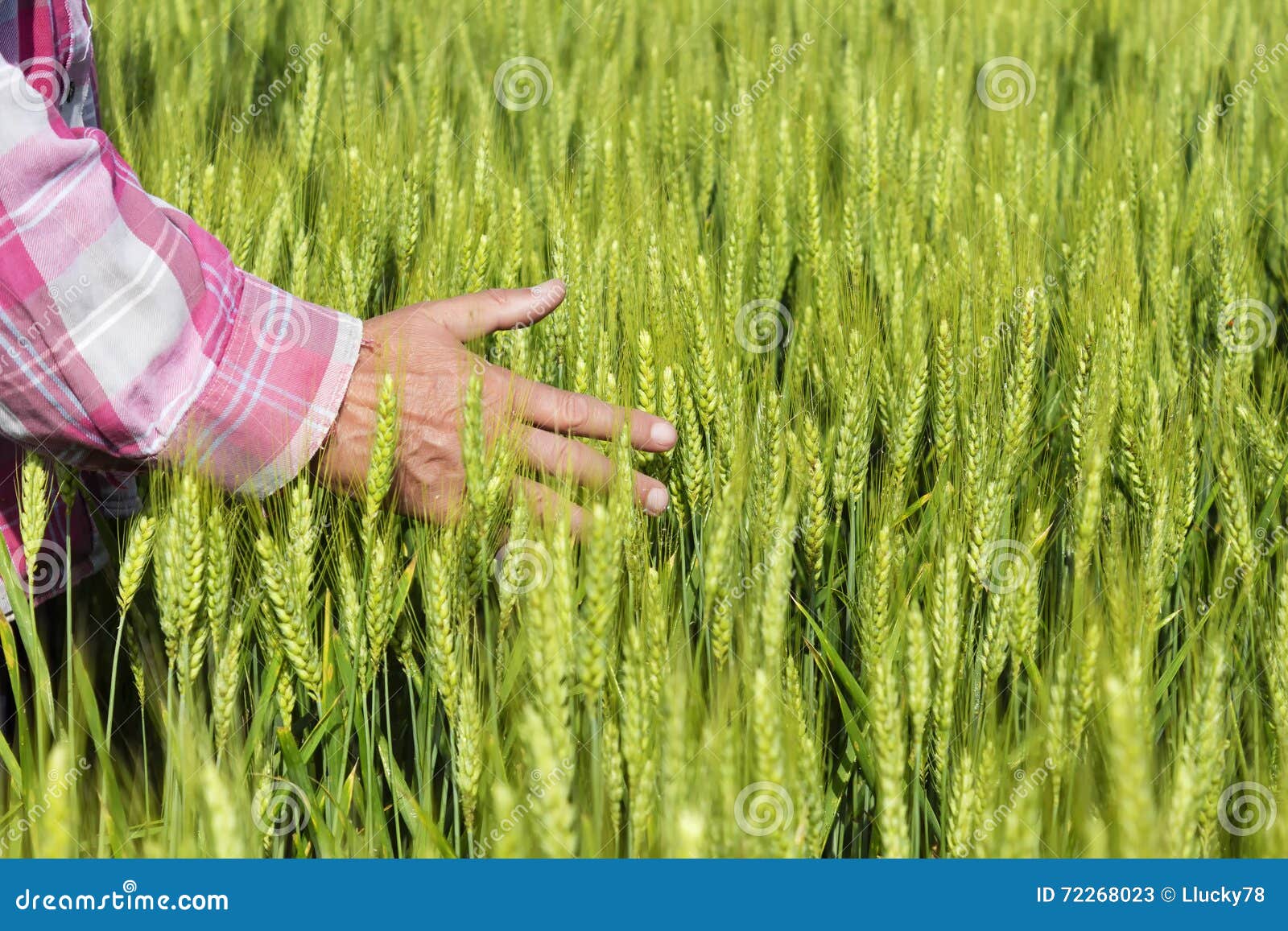 Farmers Hand in Wheat Field Stock Image - Image of spring, cereal: 72268023
