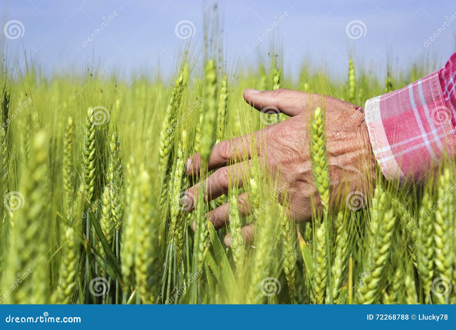 Farmers Hand in Wheat Field. Focus on Hand Stock Photo - Image of ...