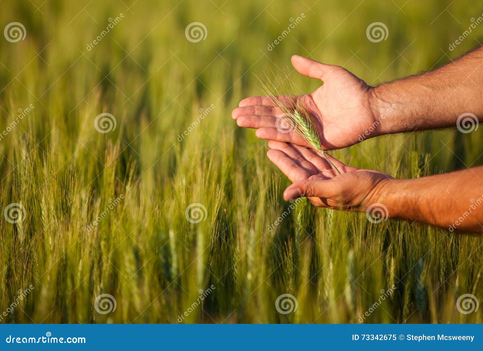 Farmers Hands stock image. Image of lifestyle, food, palm - 73342675