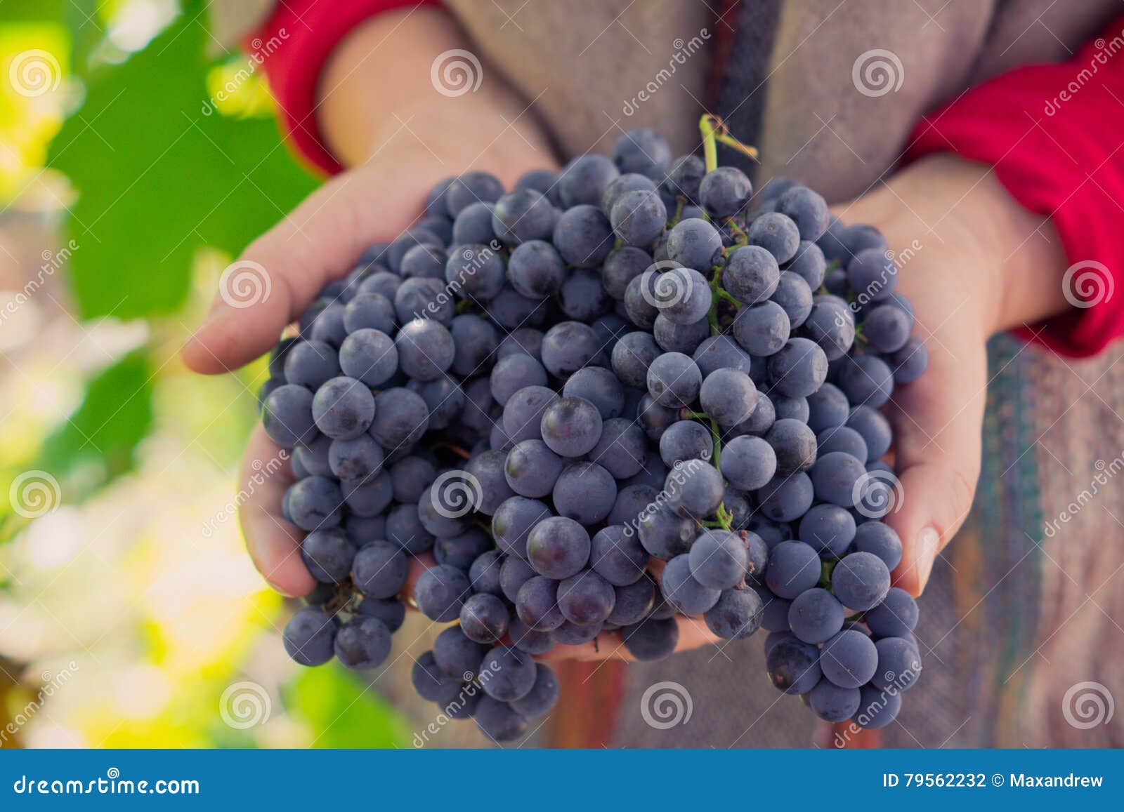 Farmers Hands with Freshly Harvested Grape Stock Photo - Image of ...