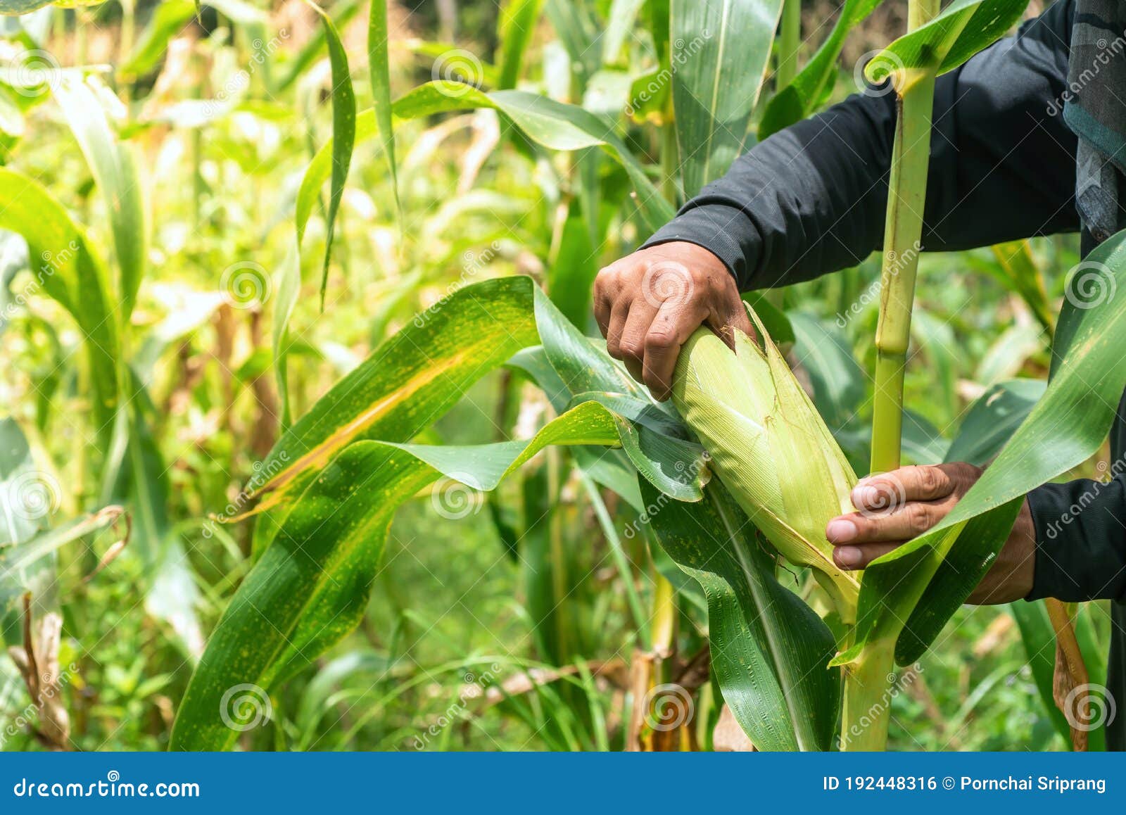 Farmers`hands are Harvesting Corn from the Corn Tree on the Farm Stock ...