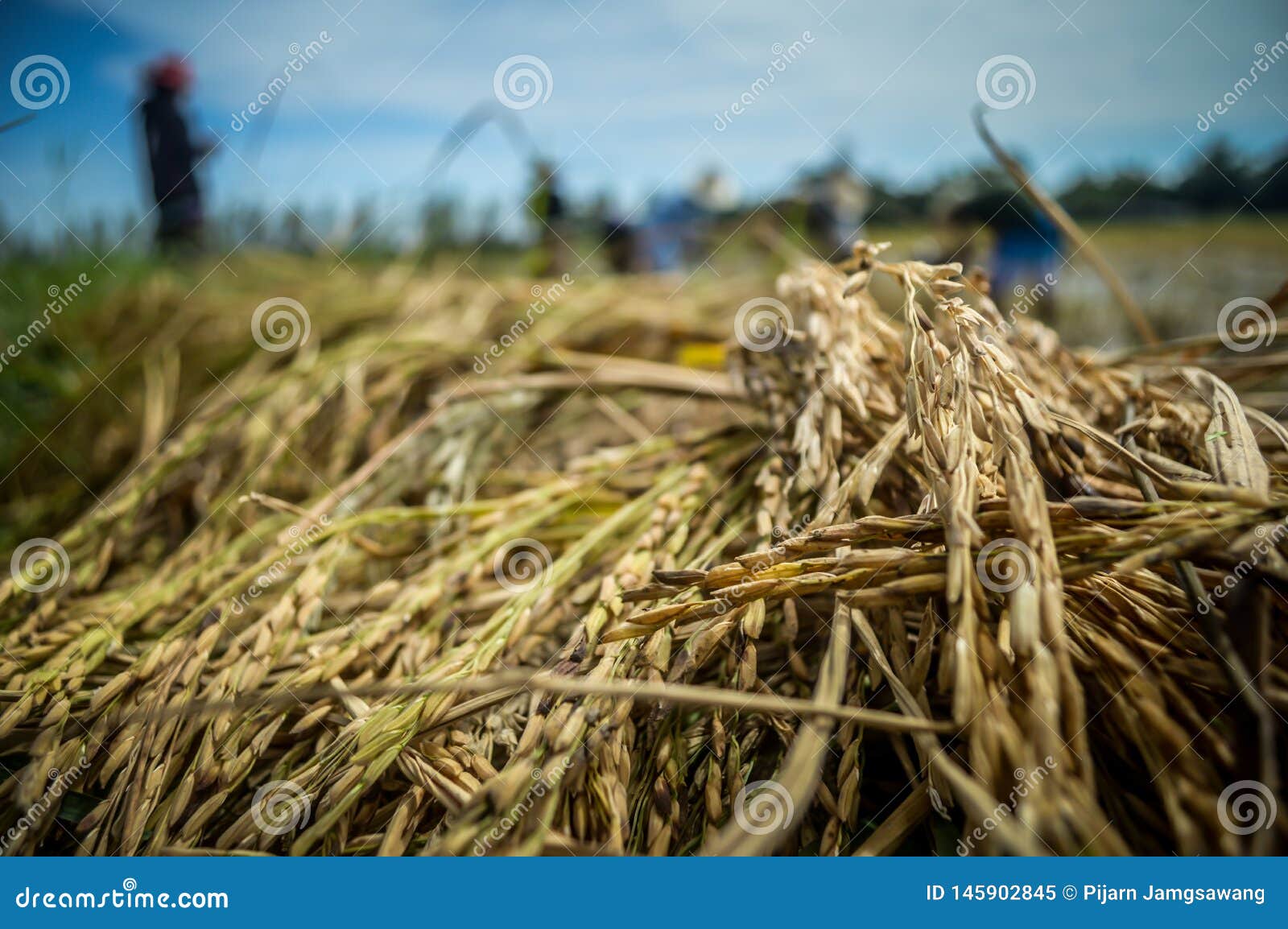 Farmers are Harvesting Rice in Local Stock Image - Image of plant ...