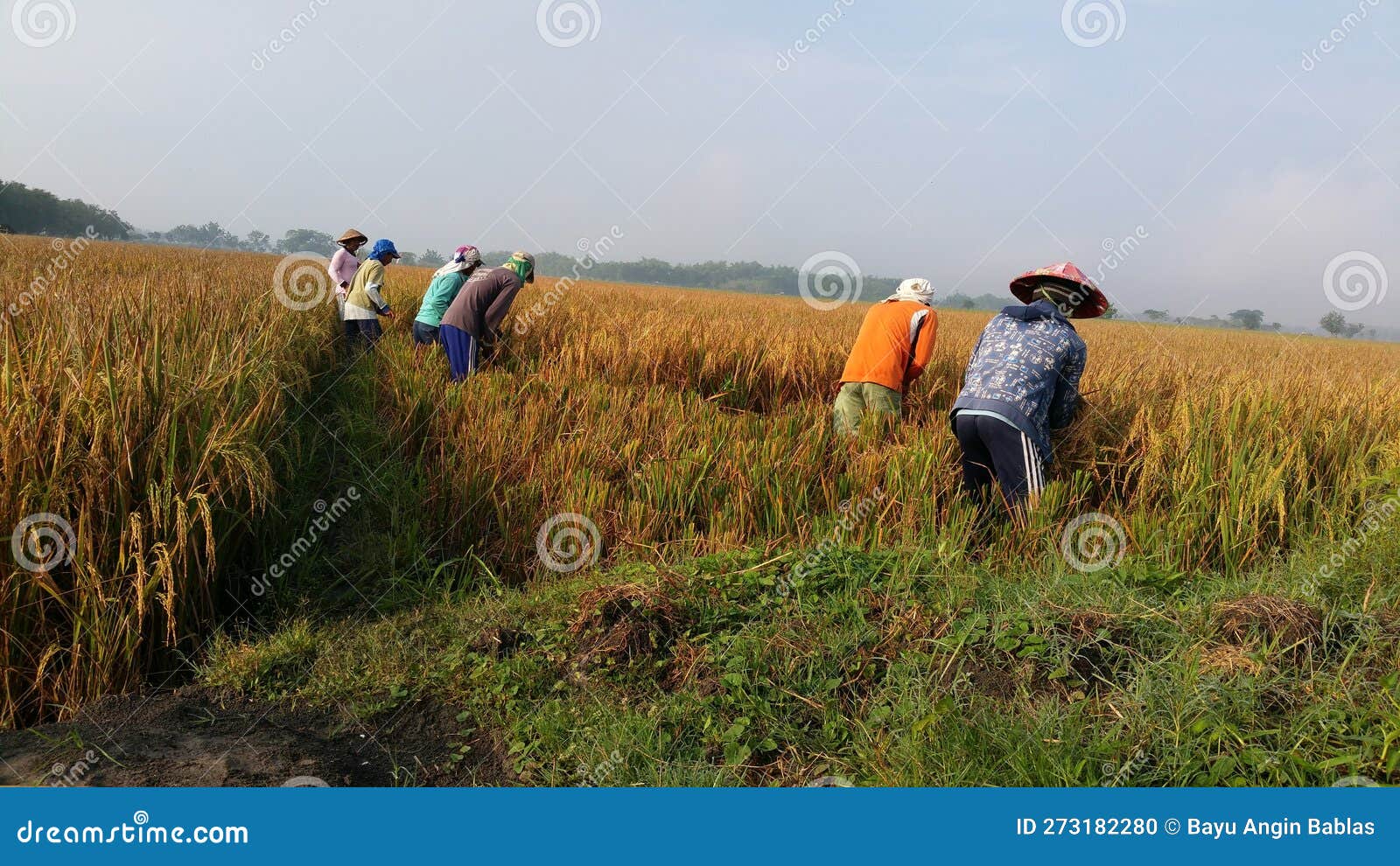 Farmers are Harvesting Rice Editorial Image - Image of plain, hill ...