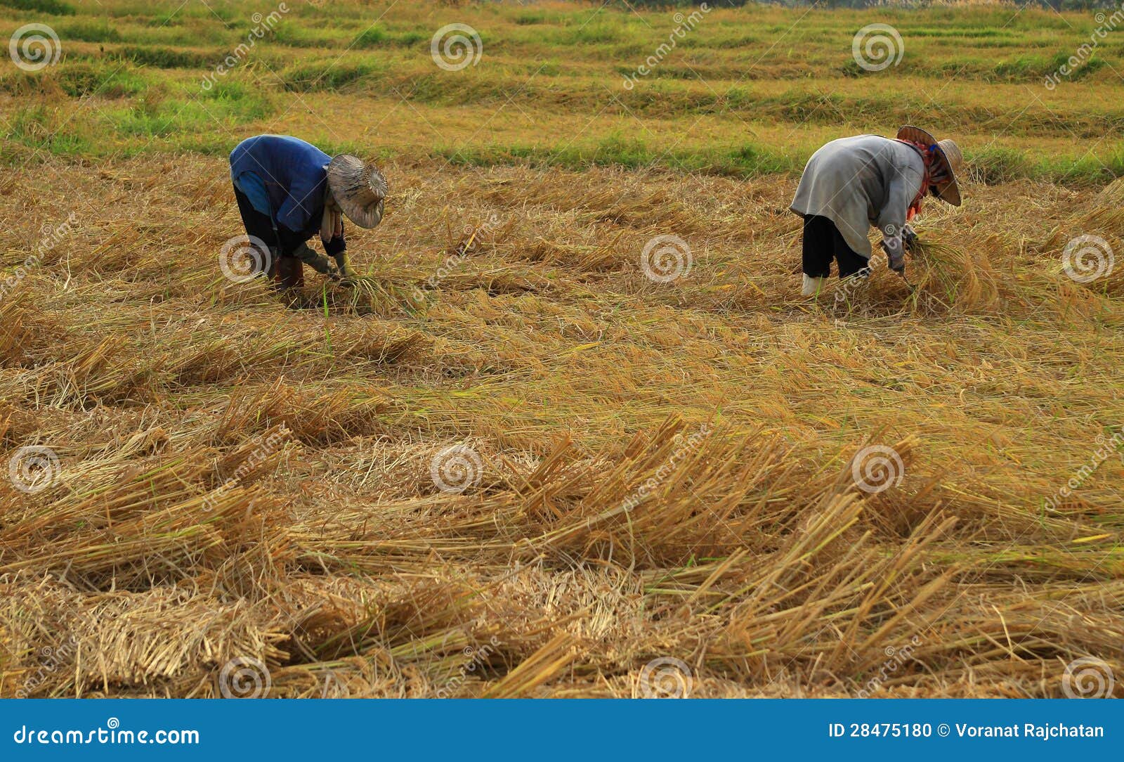 Paddy Panicle Bunch Stock Photos - Free & Royalty-Free Stock Photos ...